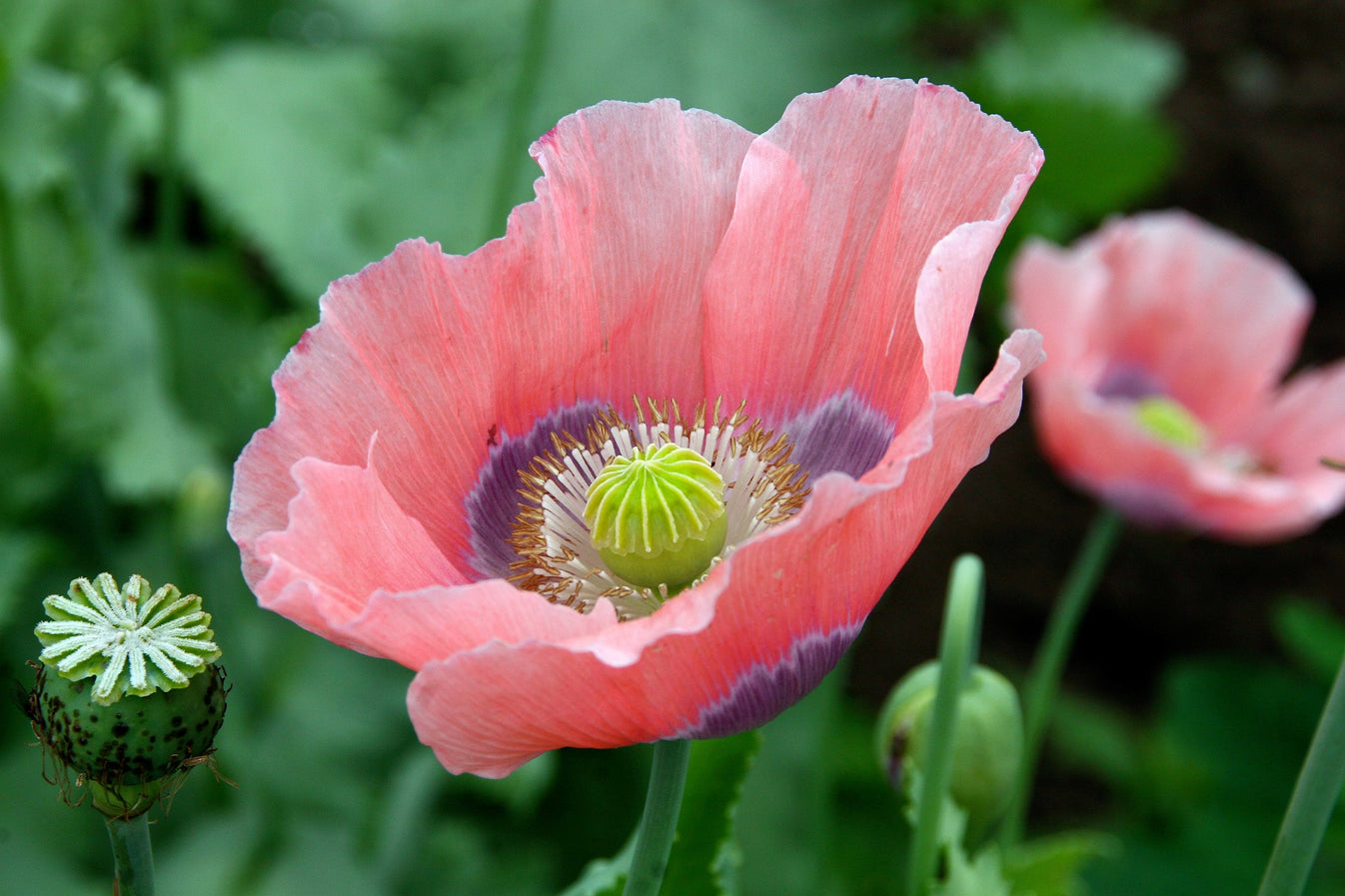 1000 POPPY " THE GIANT " Papaver Giganteum Pink & Purple Huge Pods Flo ...