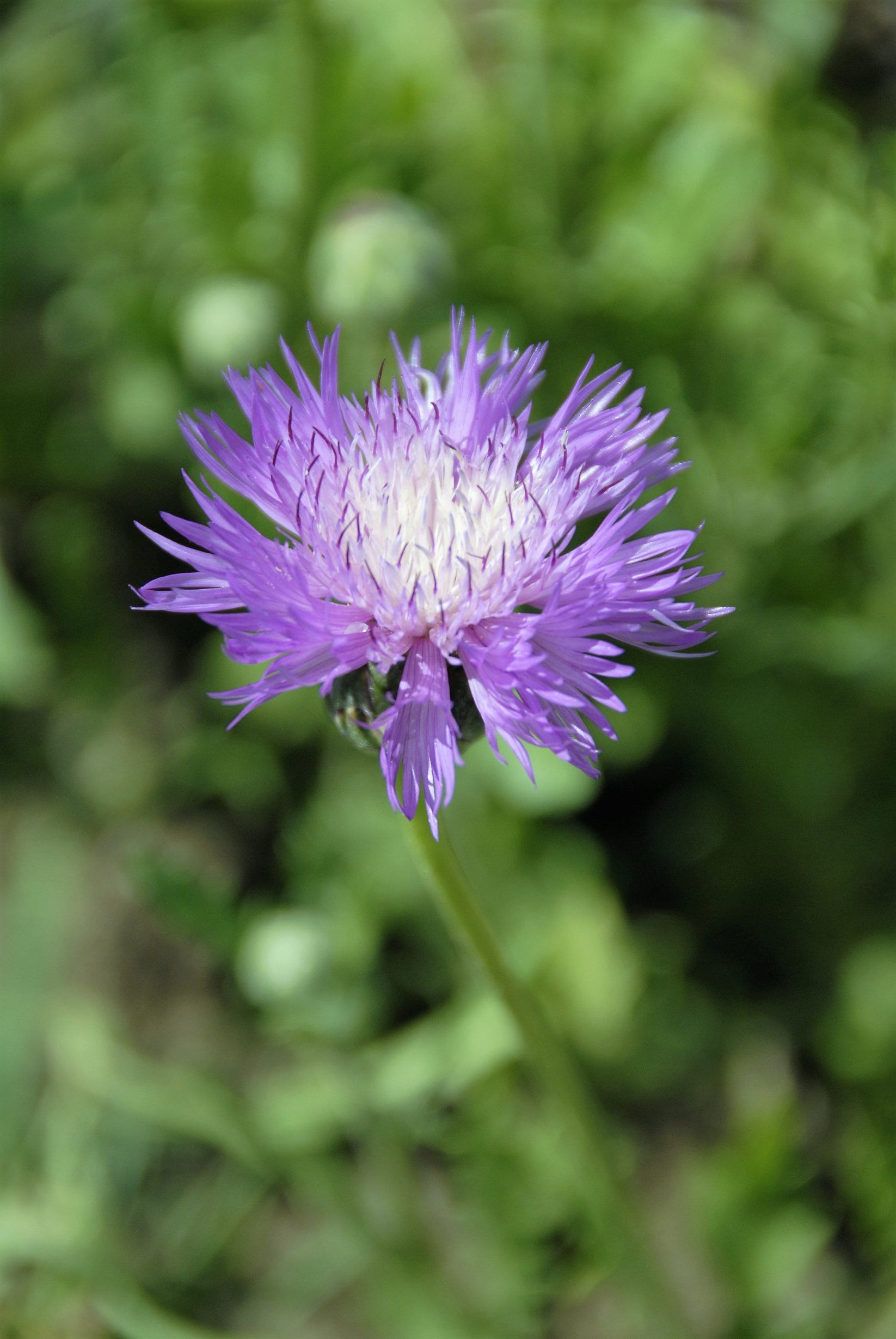 500 MIXED SWEET SULTAN Imperialis Mix Amberboa Moschata Centaurea Flow ...