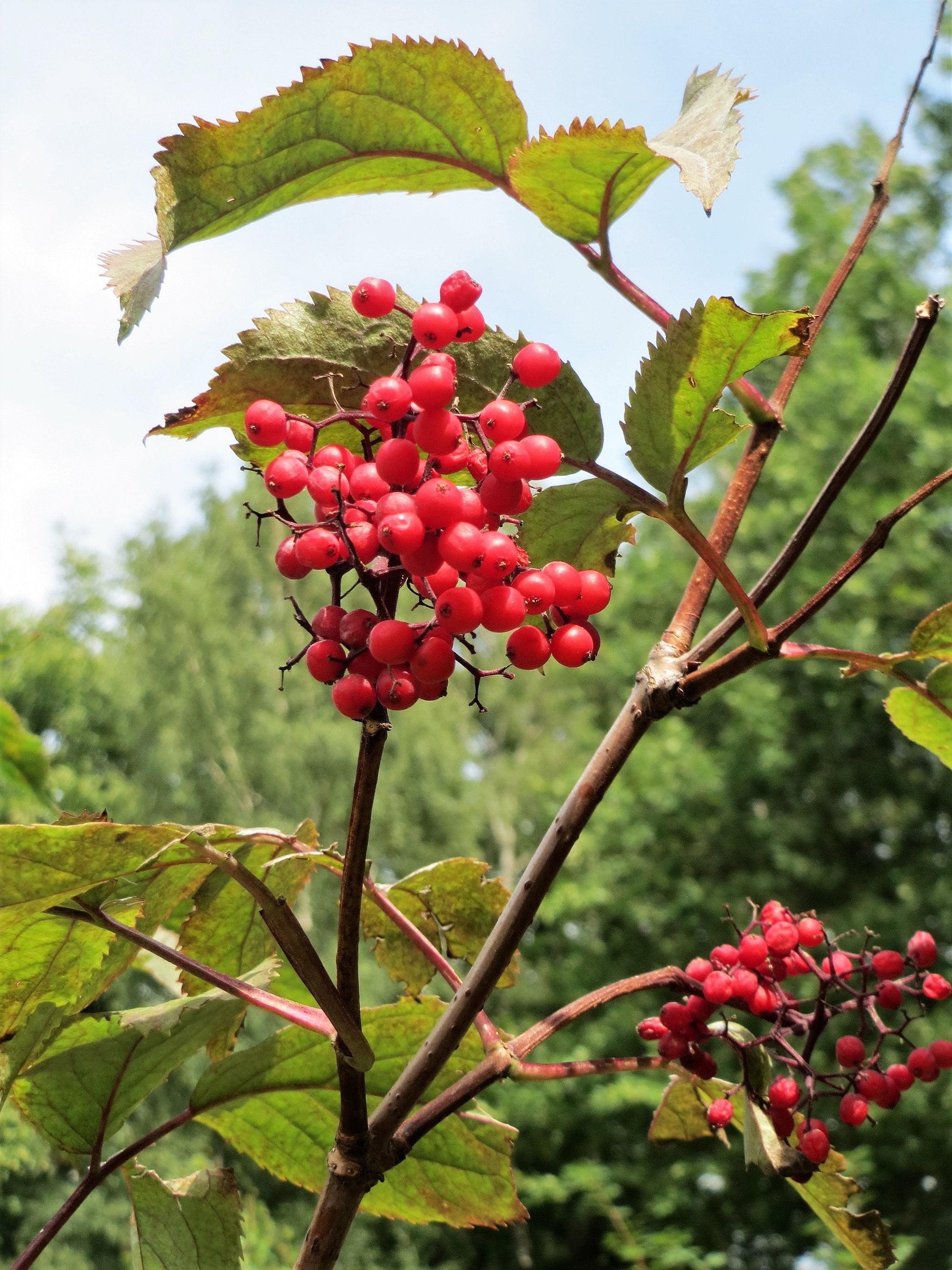 100 RED ELDERBERRY Sambucus Racemosa Scarlet Mountain Elder Bunchberry ...