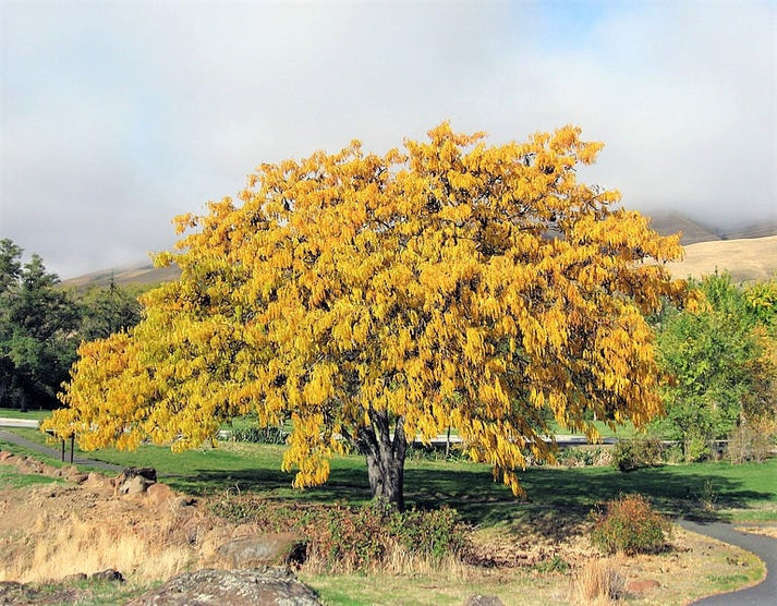 10 Thornless HONEYLOCUST Gleditsia Triacanthos Inermis Imperial Honey ...