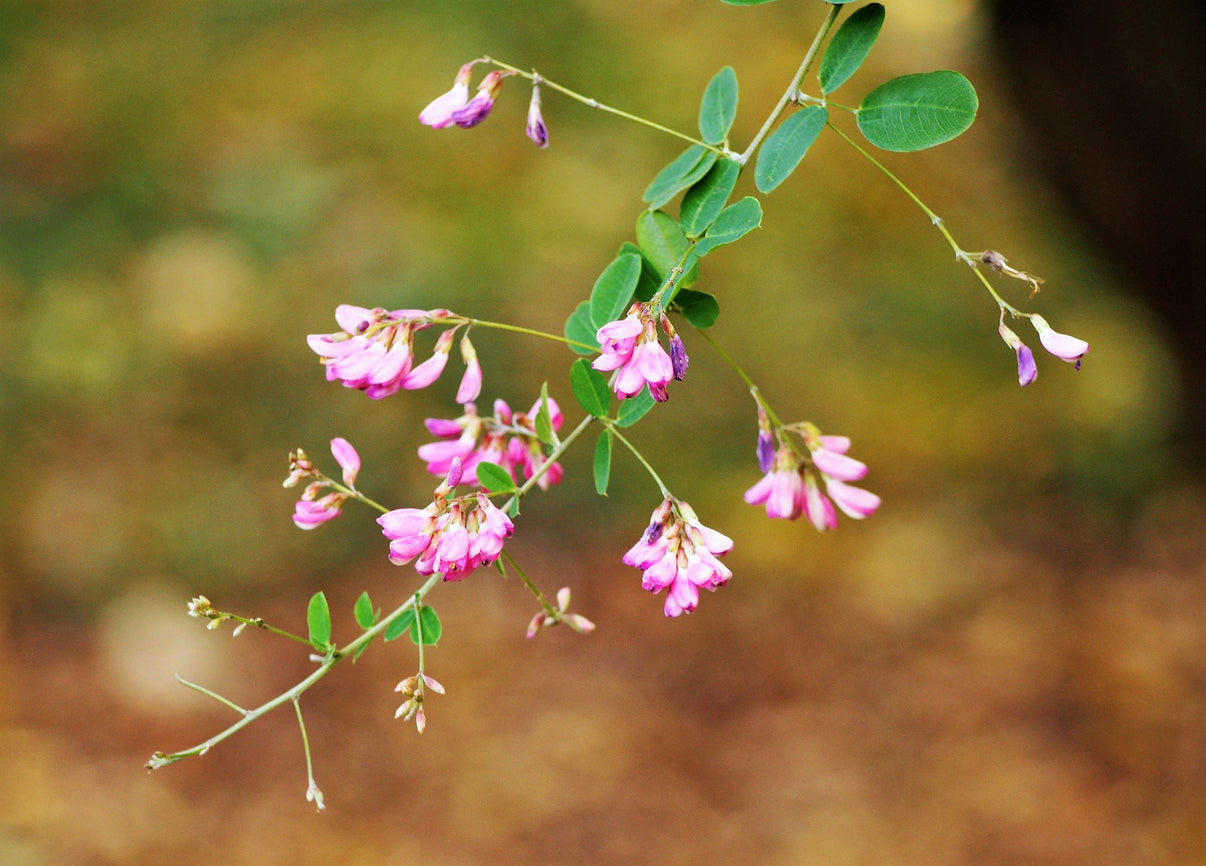100 SLENDER BUSH CLOVER Lespedeza Virginica Bushclover Native Shrub Pi ...