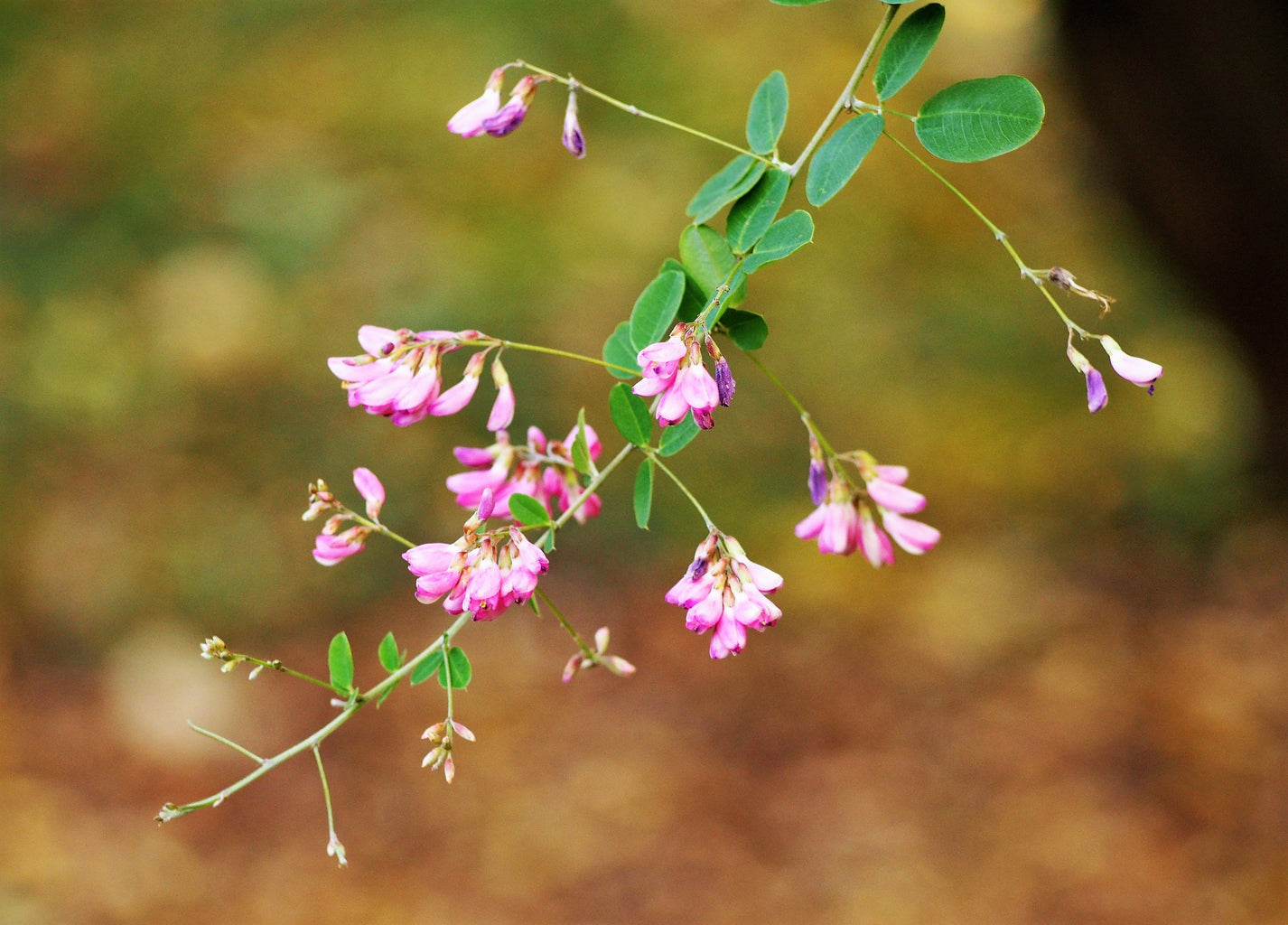 100 SLENDER BUSH CLOVER Lespedeza Virginica Bushclover Native Shrub Pi ...