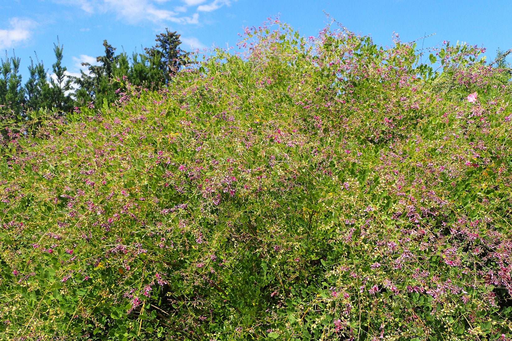 100 SLENDER BUSH CLOVER Lespedeza Virginica Bushclover Native Shrub Pi ...
