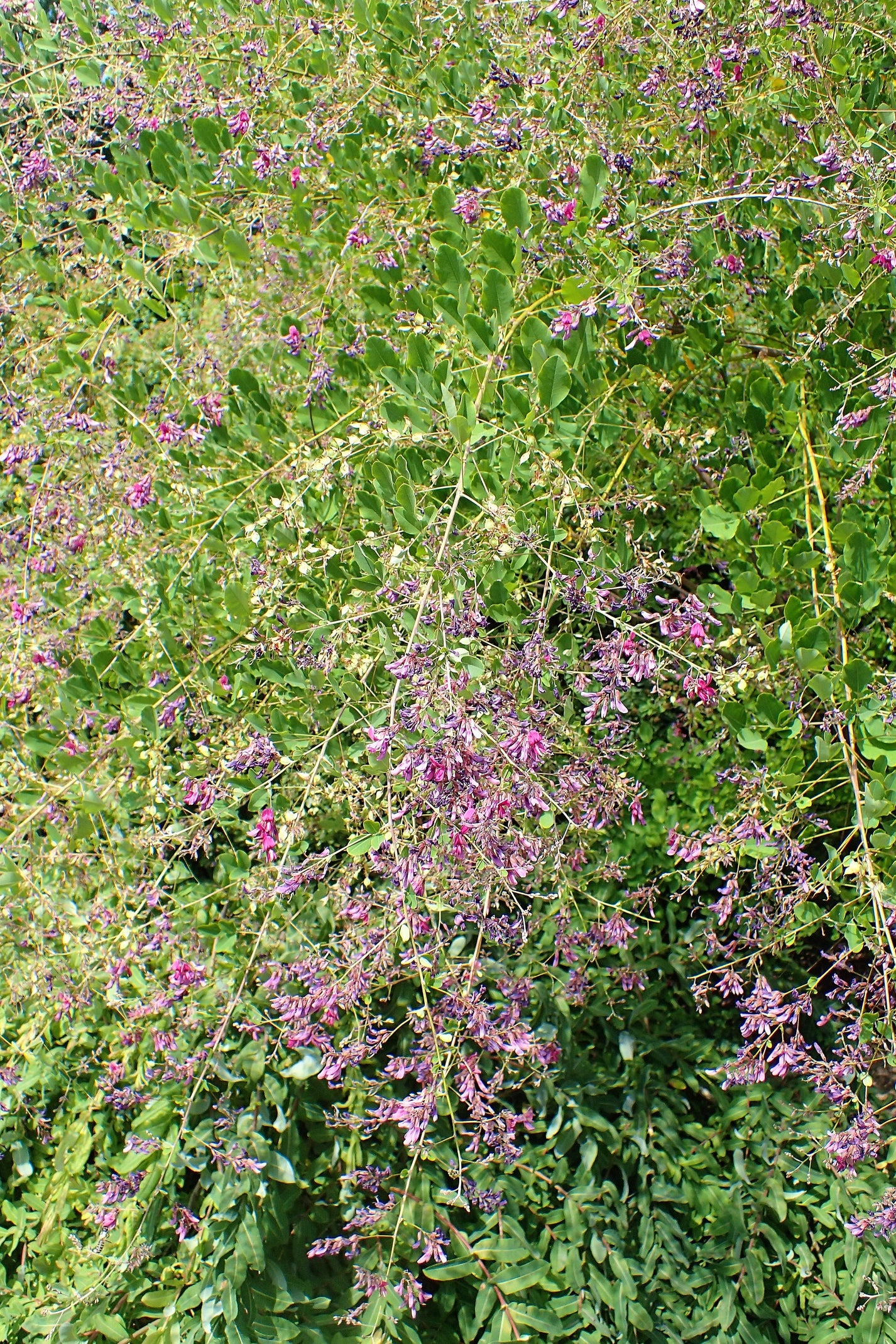 100 SLENDER BUSH CLOVER Lespedeza Virginica Bushclover Native Shrub Pi ...