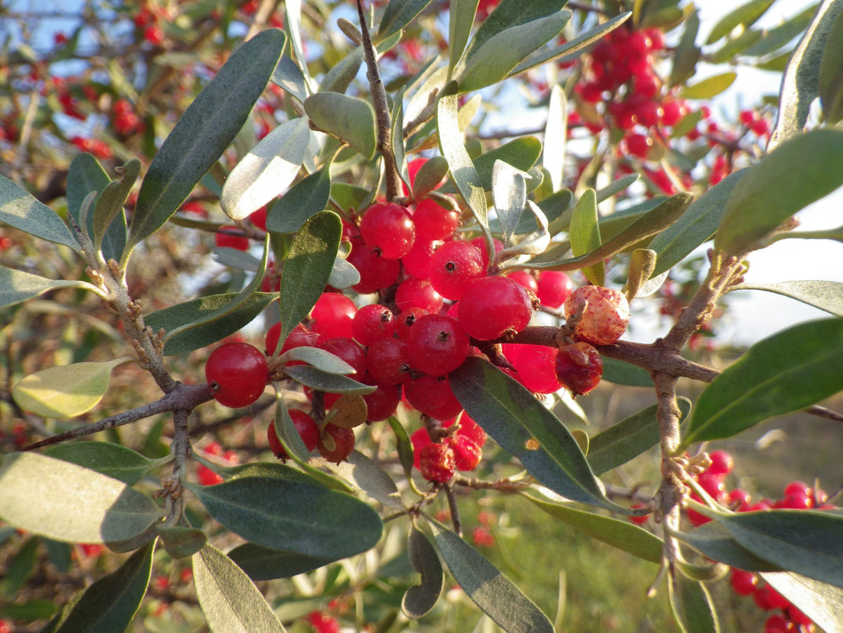 20 SILVER BUFFALOBERRY Shepherdia Argentea Red Fruit Native Bullberry ...