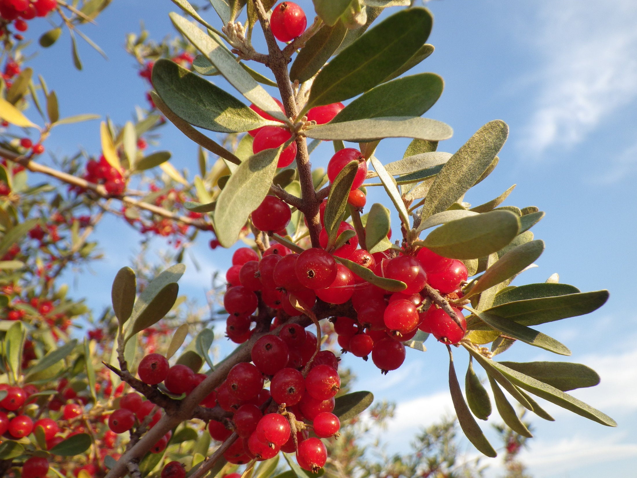 20 SILVER BUFFALOBERRY Shepherdia Argentea Red Fruit Native Bullberry ...