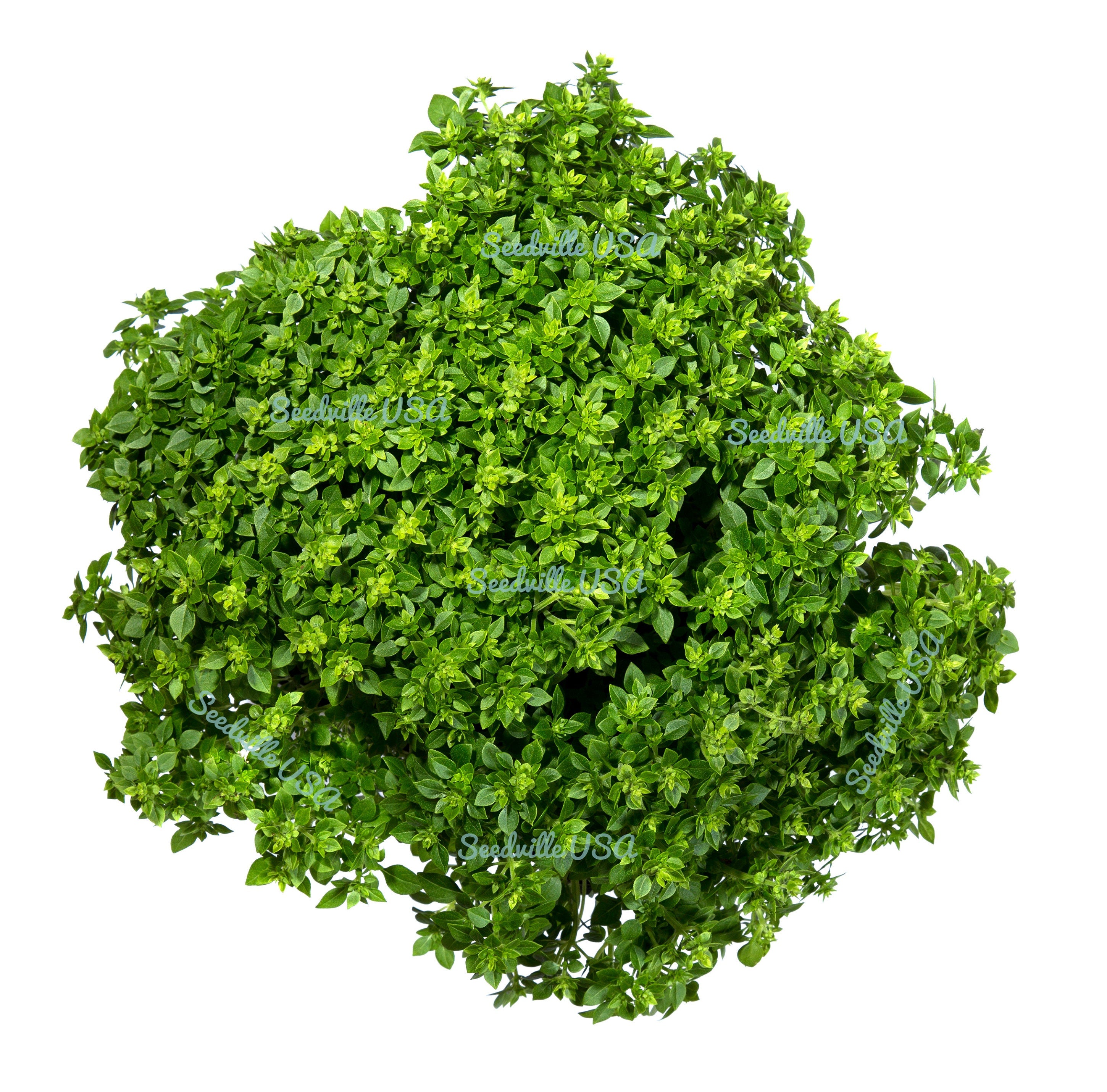 500 DWARF GREEK BASIL Ocimum Basilicum Fragrant Spicy Small Bright Gre ...