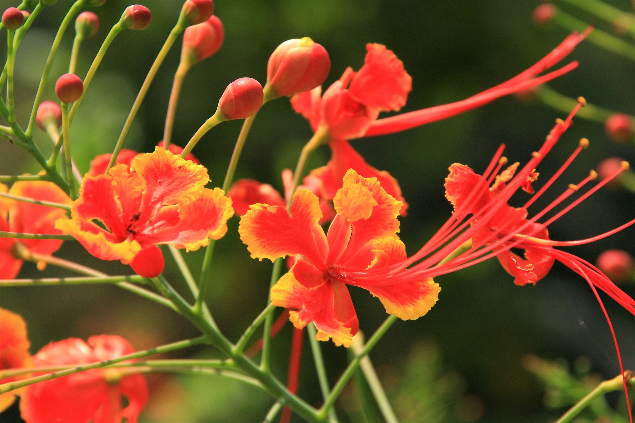 10 RED BIRD Of PARADISE Caesalpinia Pulcherrima aka Pride of Barbados ...