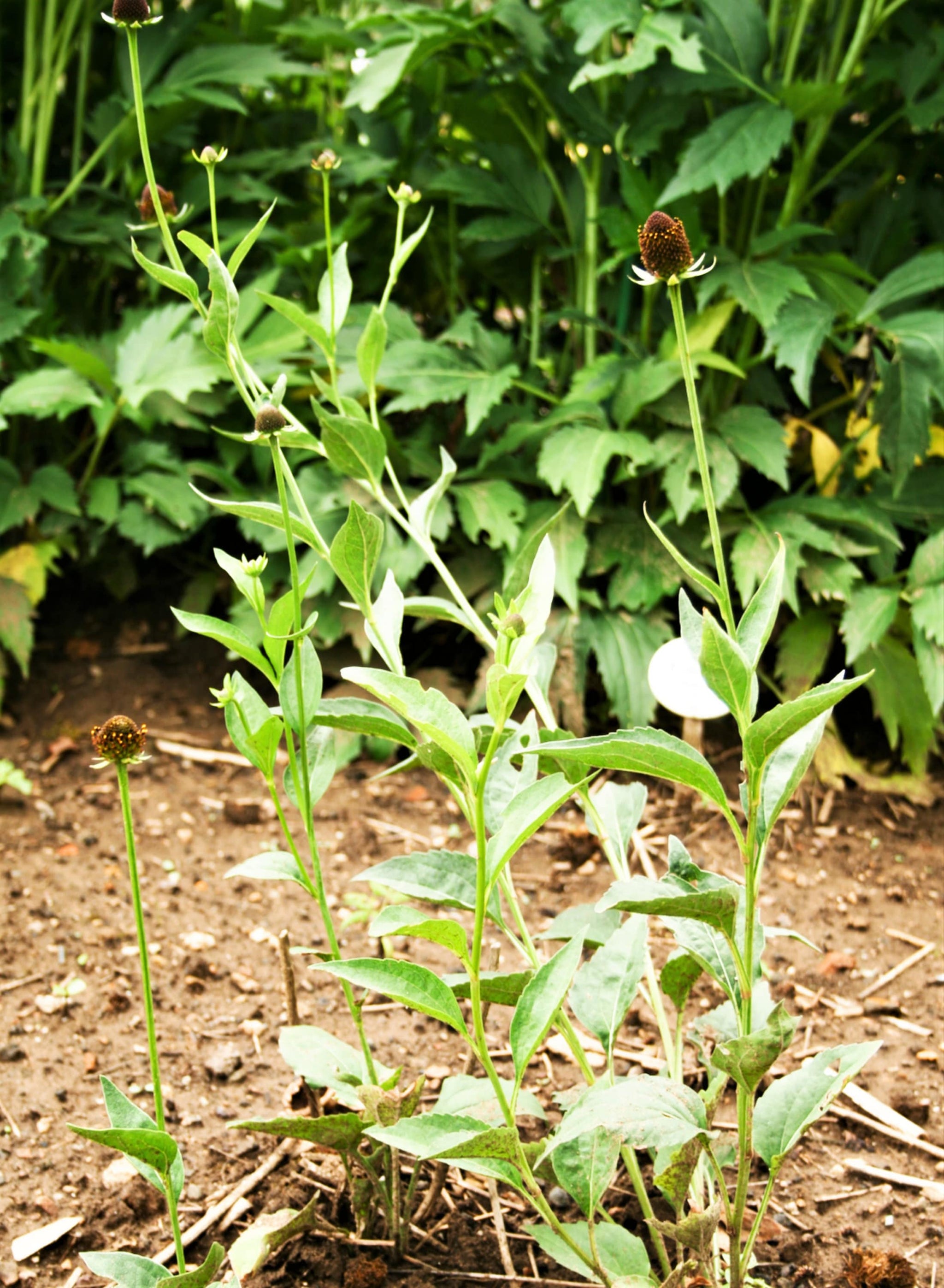30 WESTERN CONEFLOWER Rudbeckia Occidentalis Green Wizard aka Rayless ...