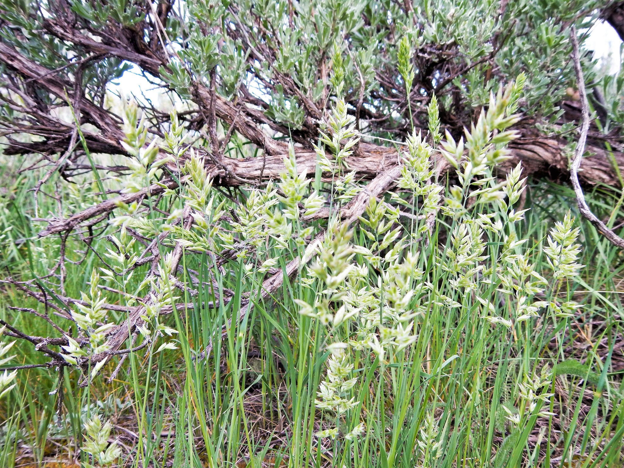 500 MUTTONGRASS Poa Fendleriana Eragrostis Mutton Grass Bluegrass Nati ...