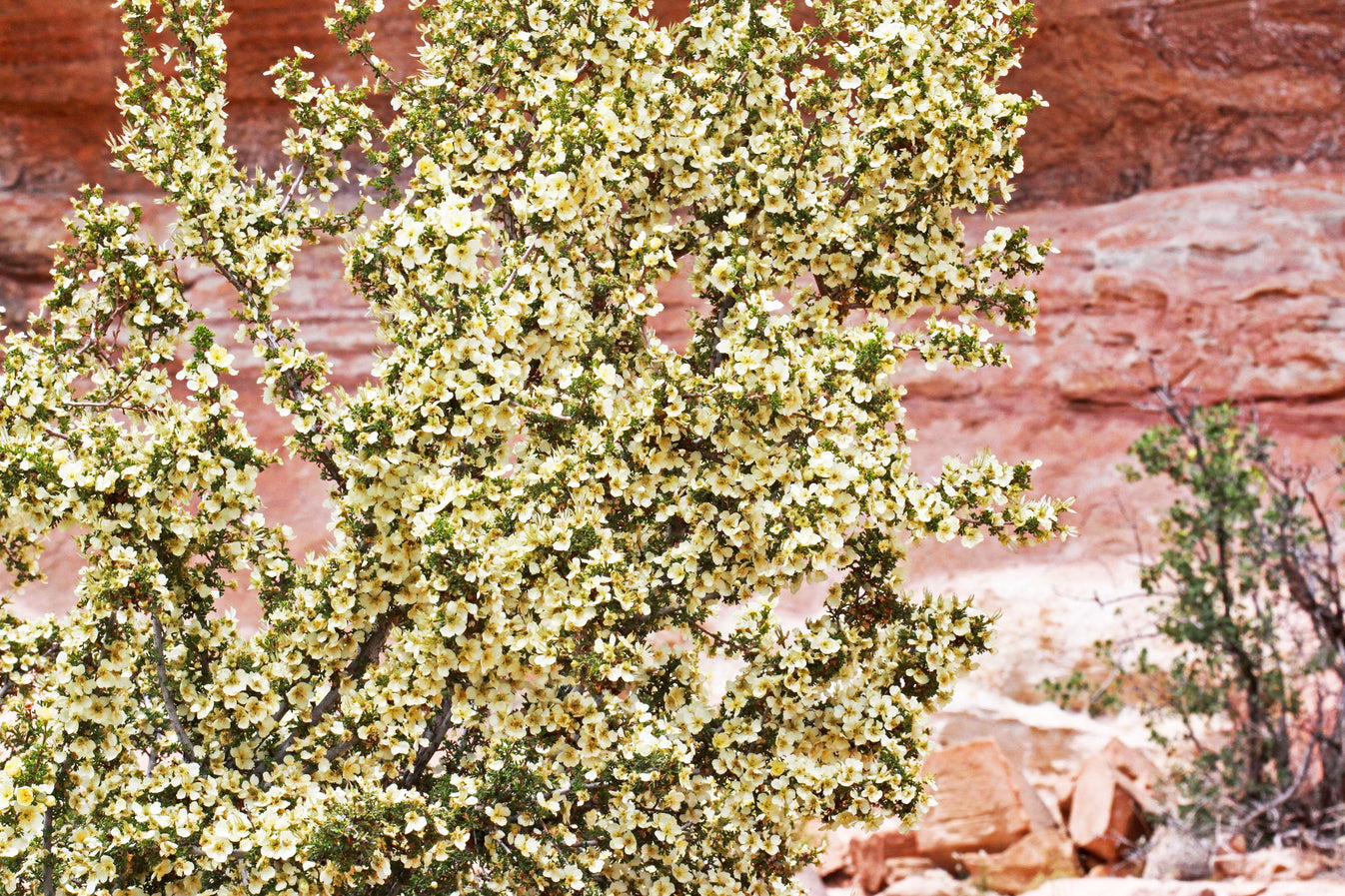 40 STANSBURY CLIFFROSE Purshia Stansburiana Cliff Rose Native Desert S ...