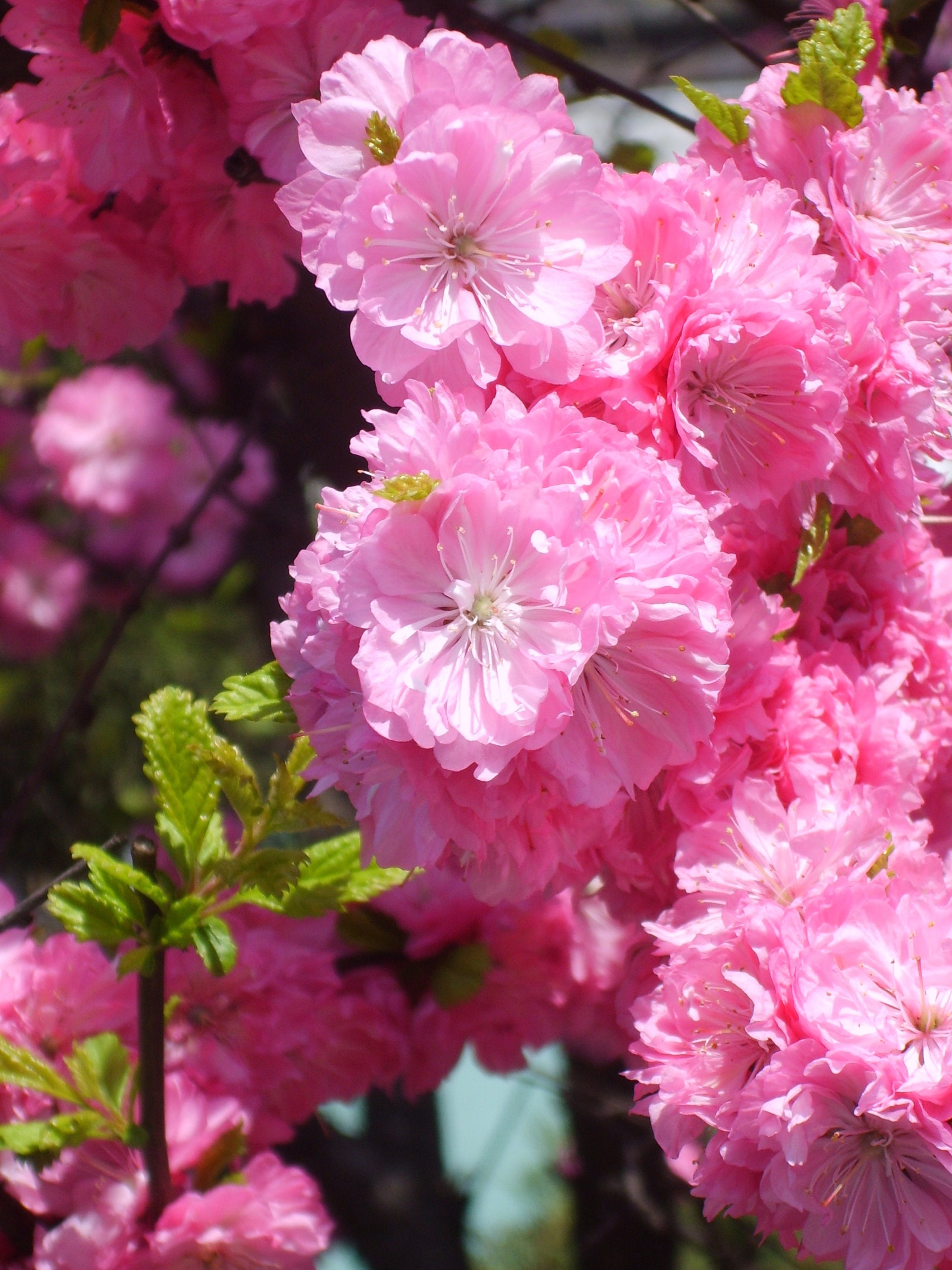10 FLOWERING ALMOND Prunus Triloba aka Flowering Plum & Rose Tree Frag ...