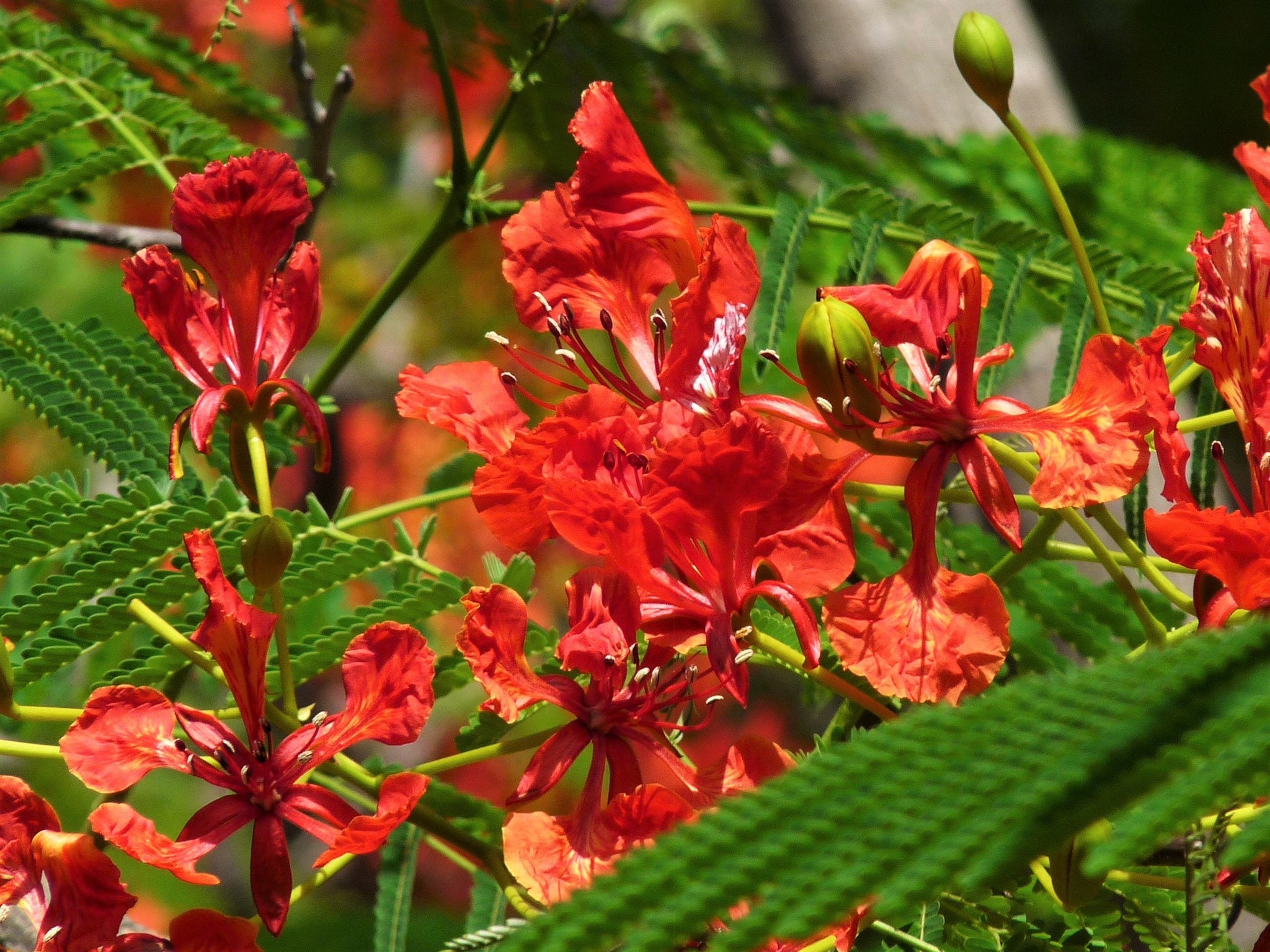 10 RED BIRD Of PARADISE Caesalpinia Pulcherrima aka Pride of Barbados ...