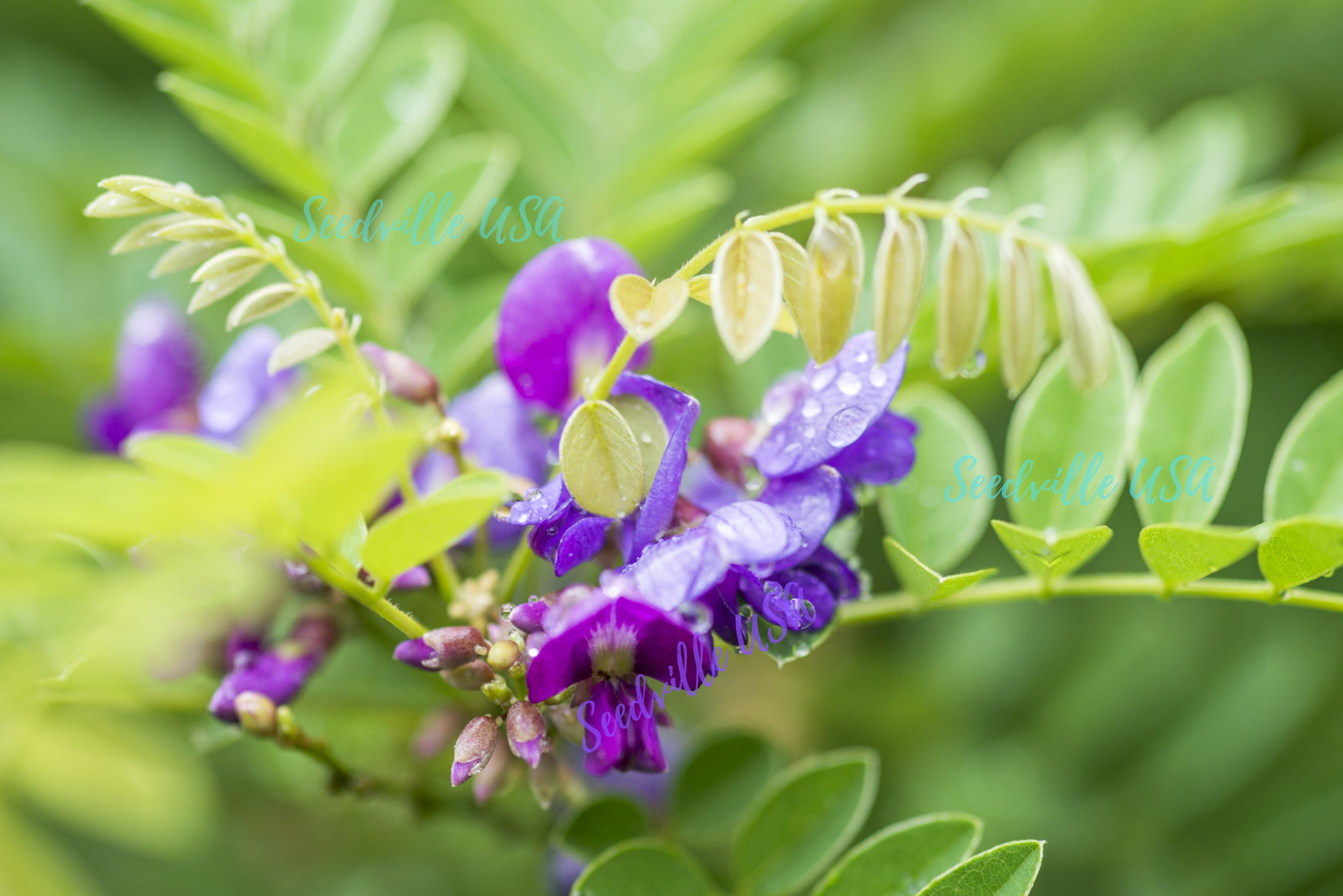 100 SLENDER BUSH CLOVER Lespedeza Virginica Bushclover Native Shrub Pi ...