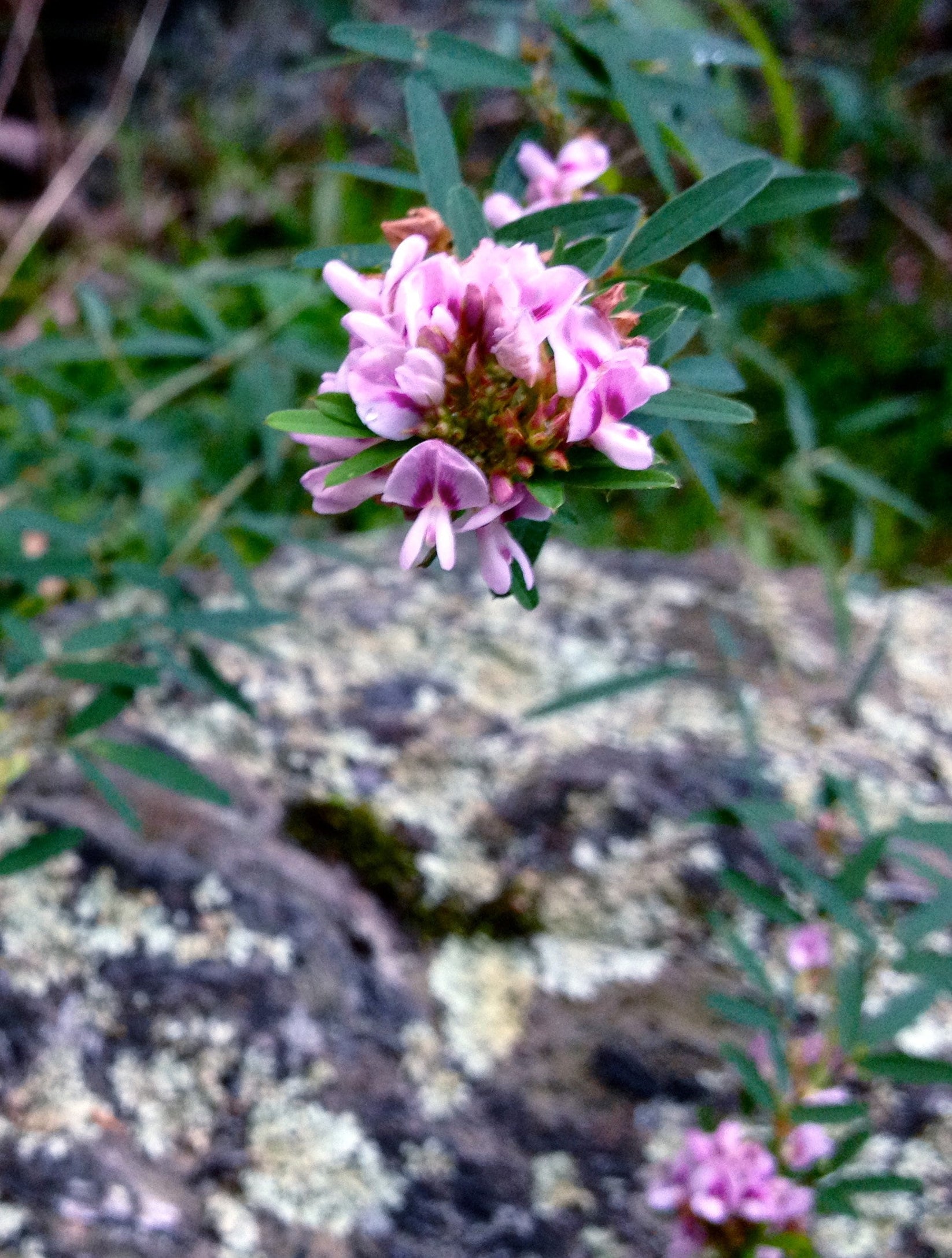 100 SLENDER BUSH CLOVER Lespedeza Virginica Bushclover Native Shrub Pi ...