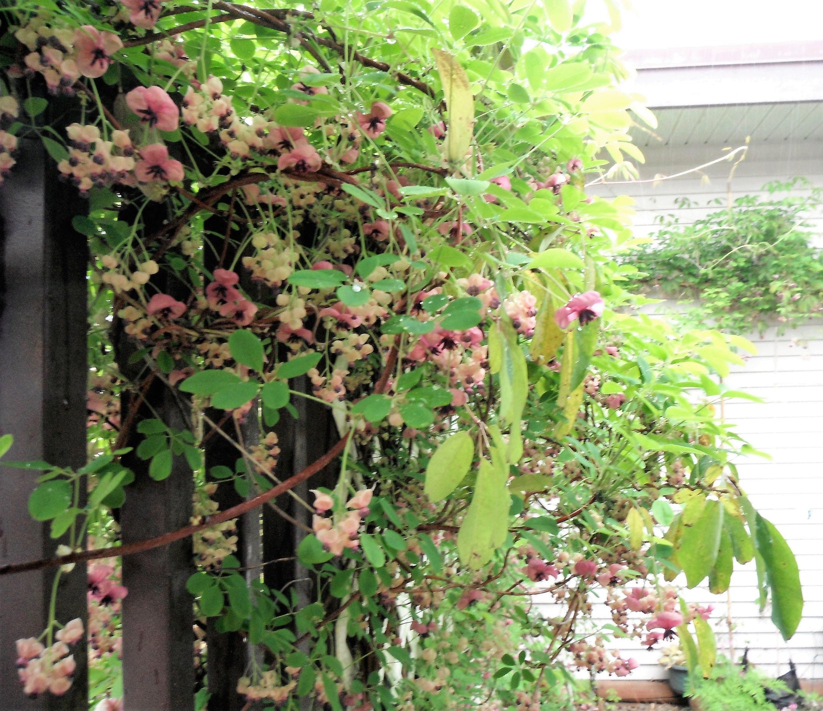 100 - 1000 Bulk CHOCOLATE VINE Edible Fruit Akebia Quinata Fragrant Fl ...