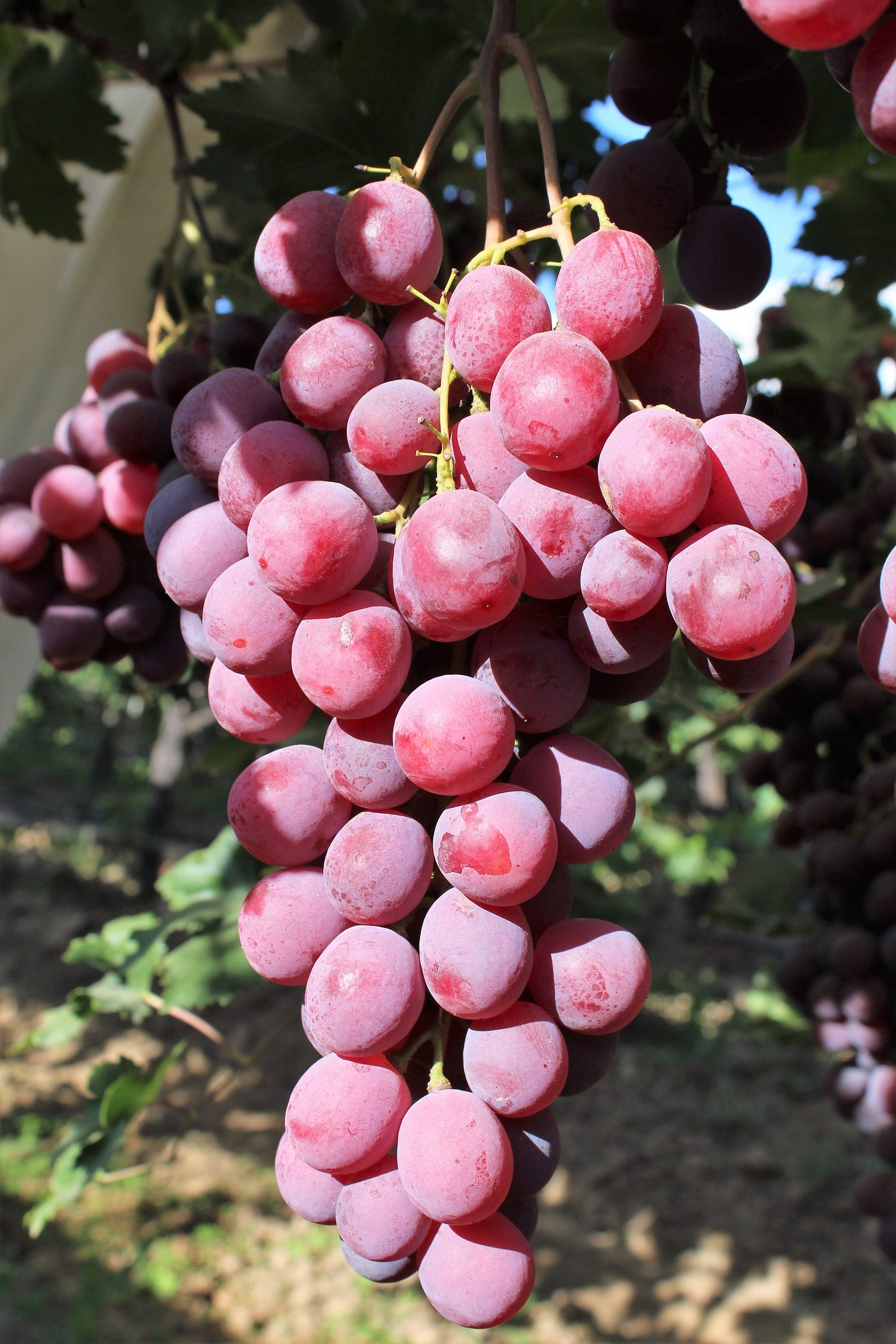 10 Giant RED GLOBE GRAPE Vitis Vinifera Fruit Vine Seeds – Seedville USA