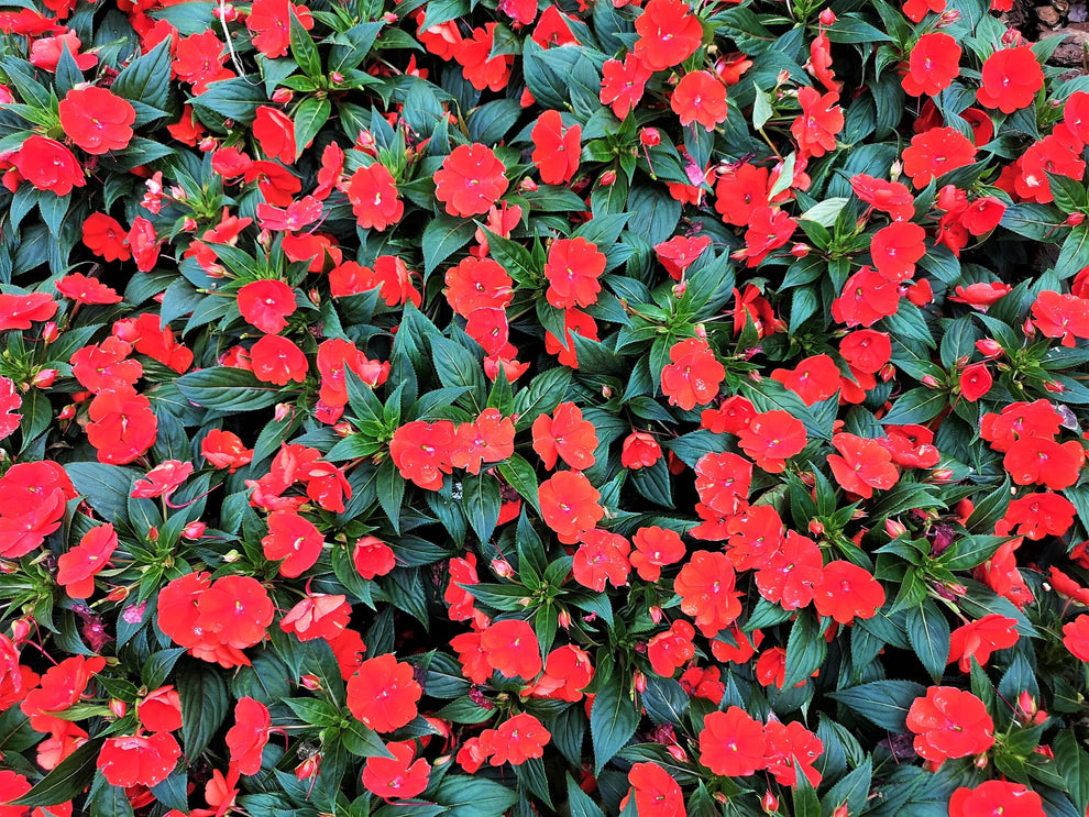 50 DWARF RED IMPATIENS Scarlet Walleriana Sun or Full Shade Flower See ...