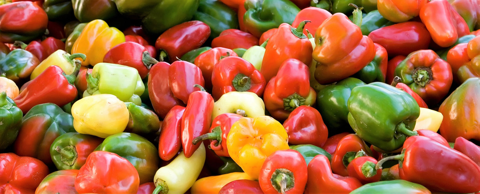 150 RAINBOW BELL PEPPER Sweet Red, Green, Yellow, Orange, Purple, Brow ...