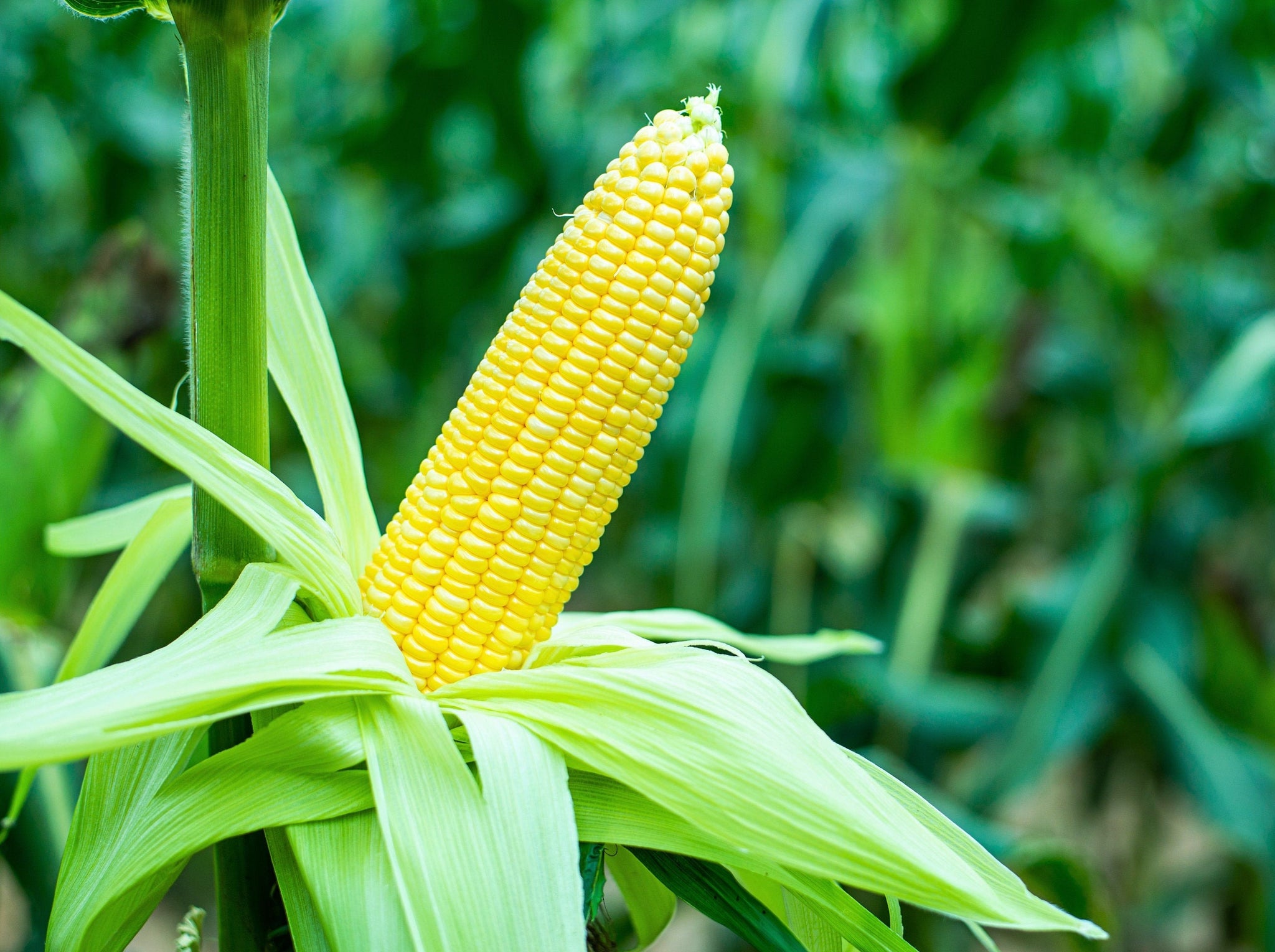 50 Yellow JUBILEE CORN Sweet Corn Zea Mays Vegetable Seeds – Seedville USA