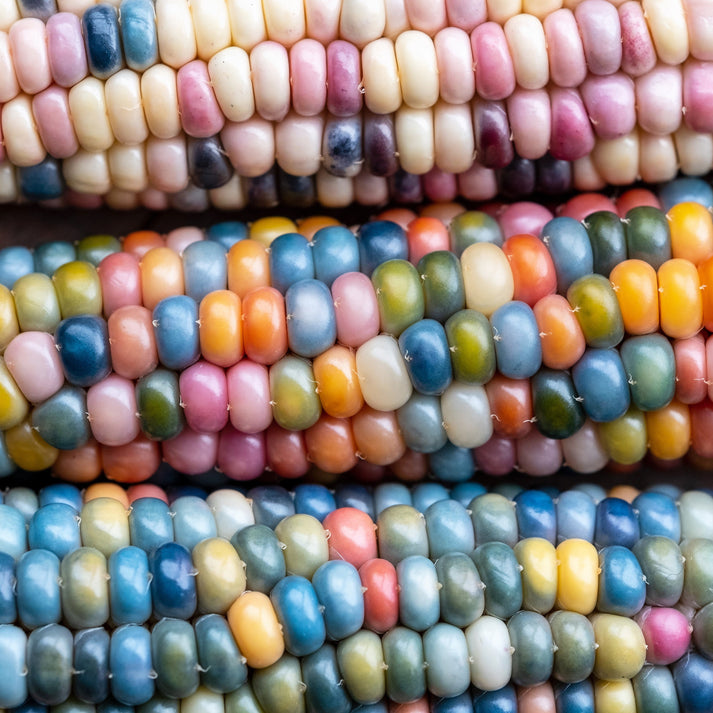 30 GLASS GEM CORN Mixed Colors Ornamental Edible Zea Mays Heirloom Veg ...