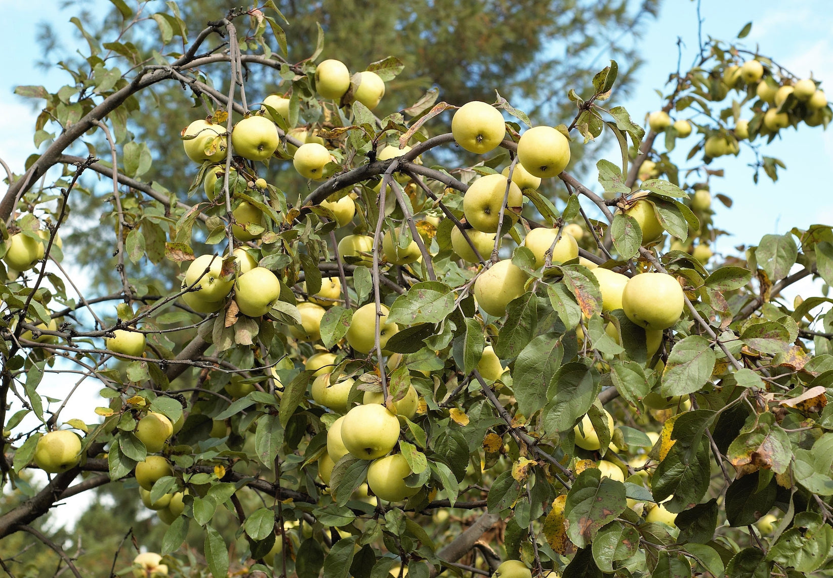 25 ANTONOVKA APPLE TREE Malus Pumila var. Antonovka Yellow Green Fruit ...