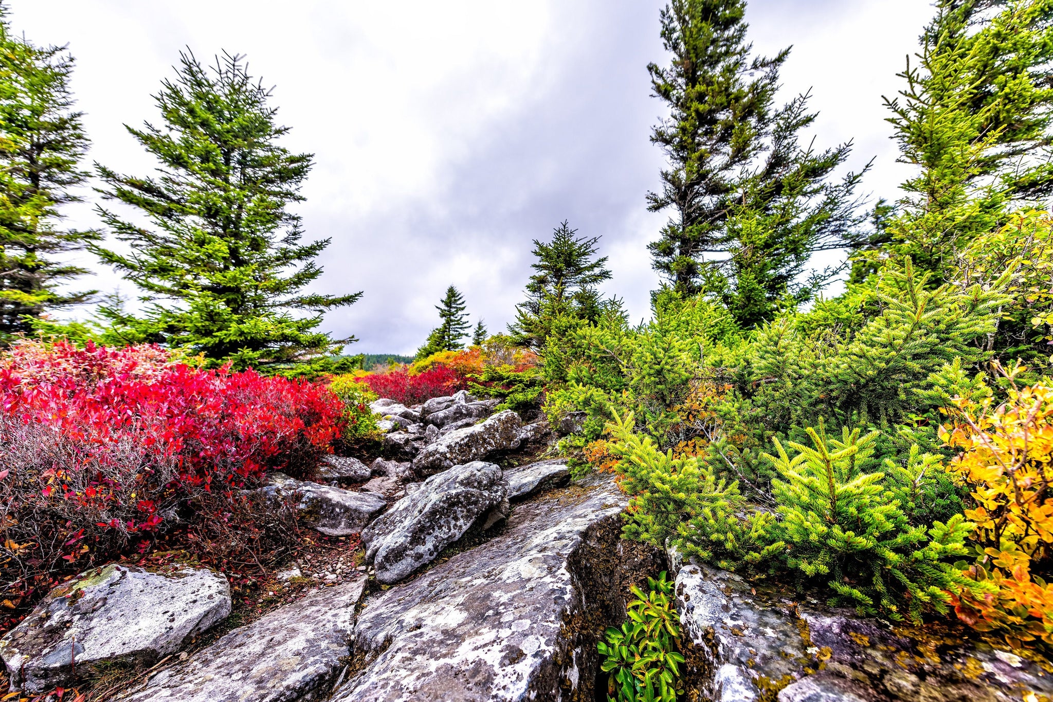 30 RED HUCKLEBERRY Vaccinium Parvifolium aka Red Blueberry & Red Bilbe ...