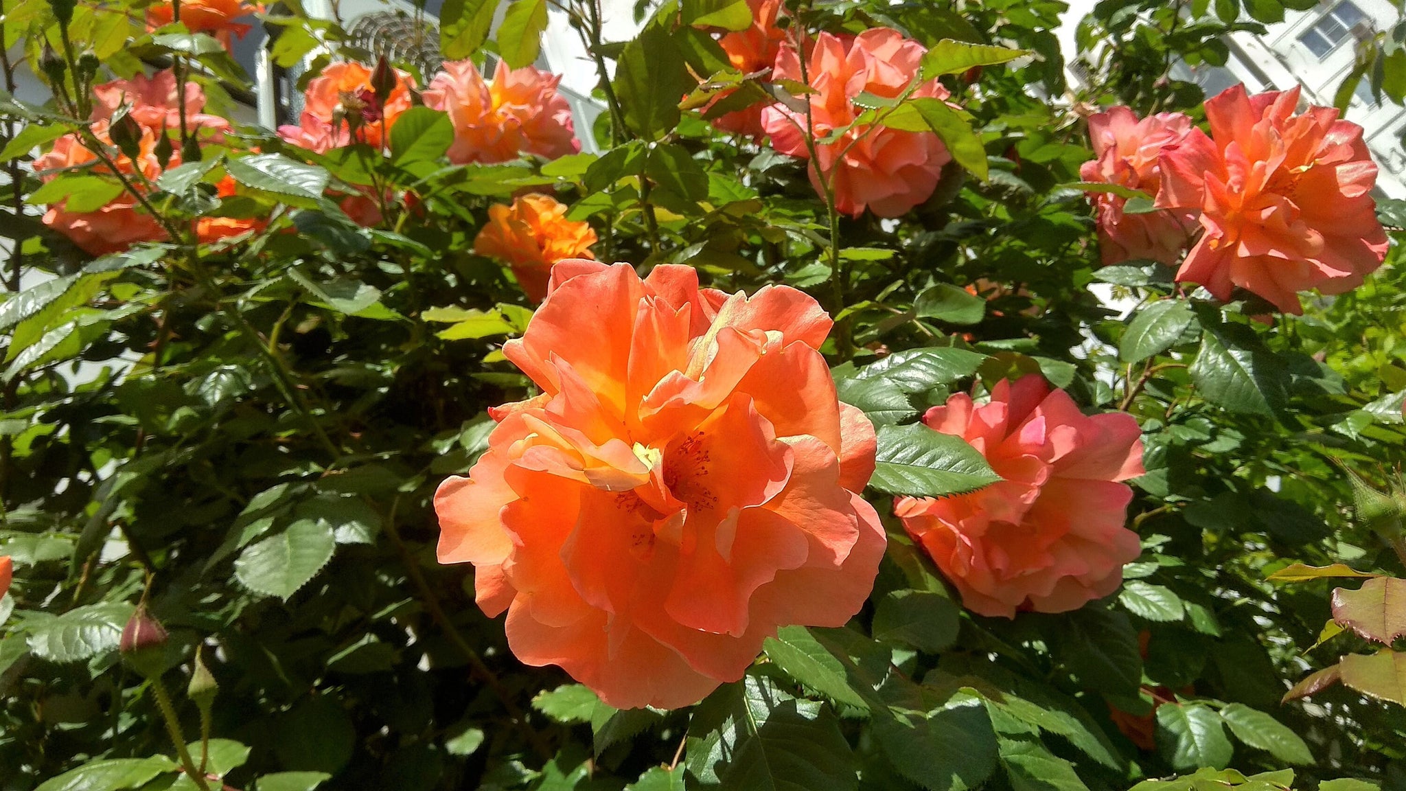 5 ORANGE CLIMBING ROSE Rosa Bush Vine Climber Fragrant Butterfly Flowe ...