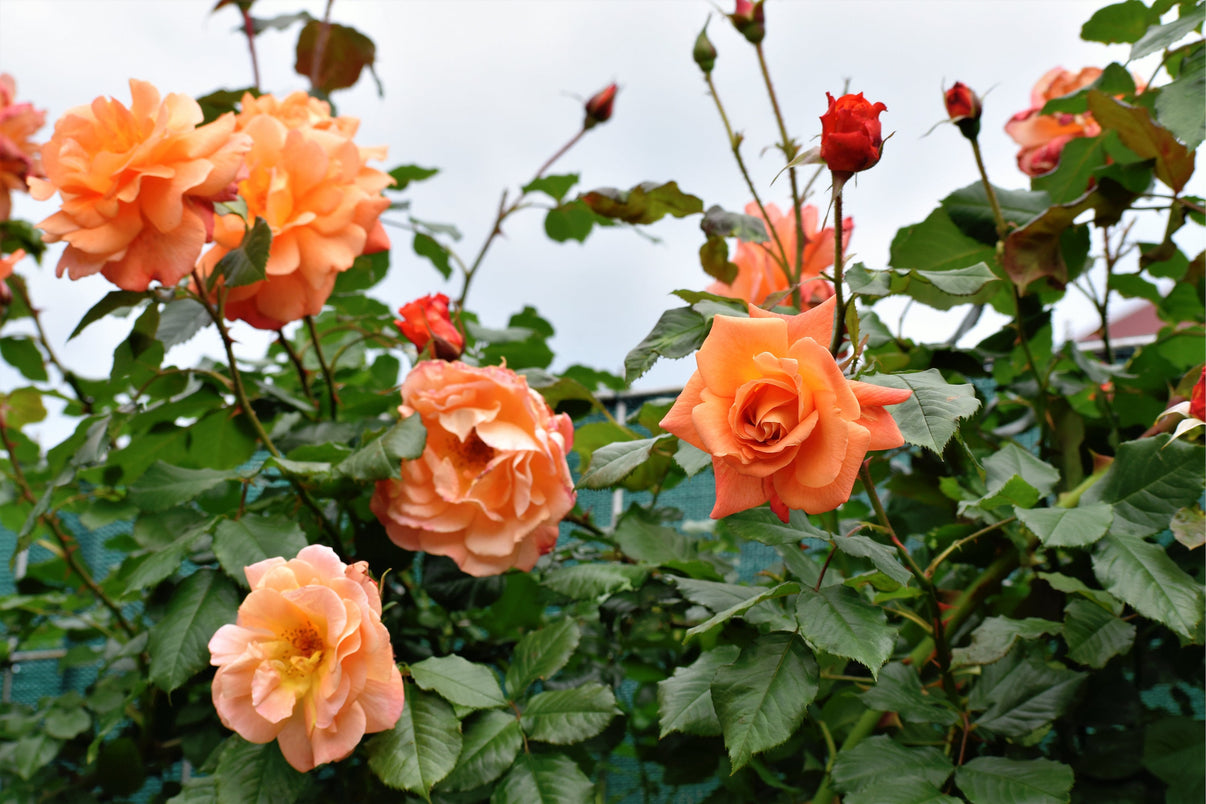 5 ORANGE CLIMBING ROSE Rosa Bush Vine Climber Fragrant Butterfly Flowe ...