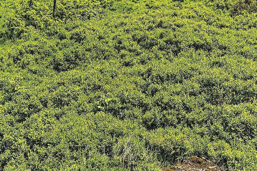 50 LOWBUSH BLUEBERRY Vaccinium Angustifolium Blue Berry Fruit Dwarf Sh ...