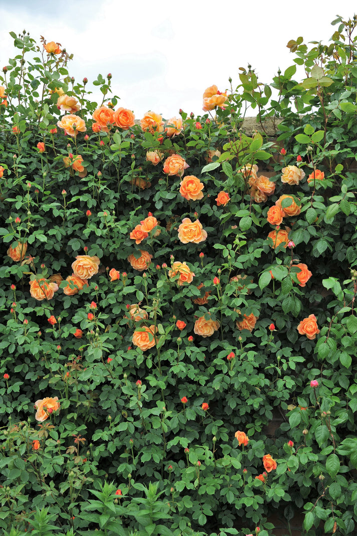 5 ORANGE CLIMBING ROSE Rosa Bush Vine Climber Fragrant Butterfly Flowe ...