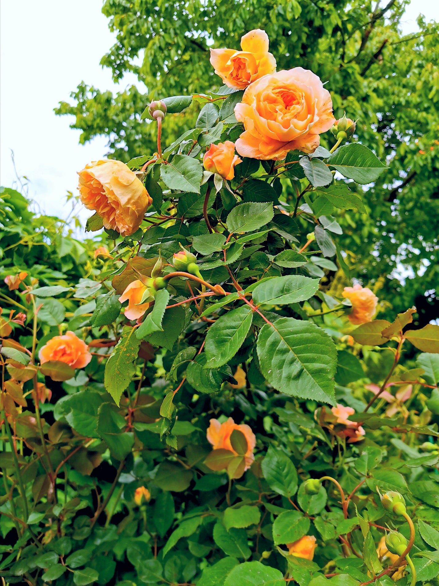 5 ORANGE CLIMBING ROSE Rosa Bush Vine Climber Fragrant Butterfly Flowe ...