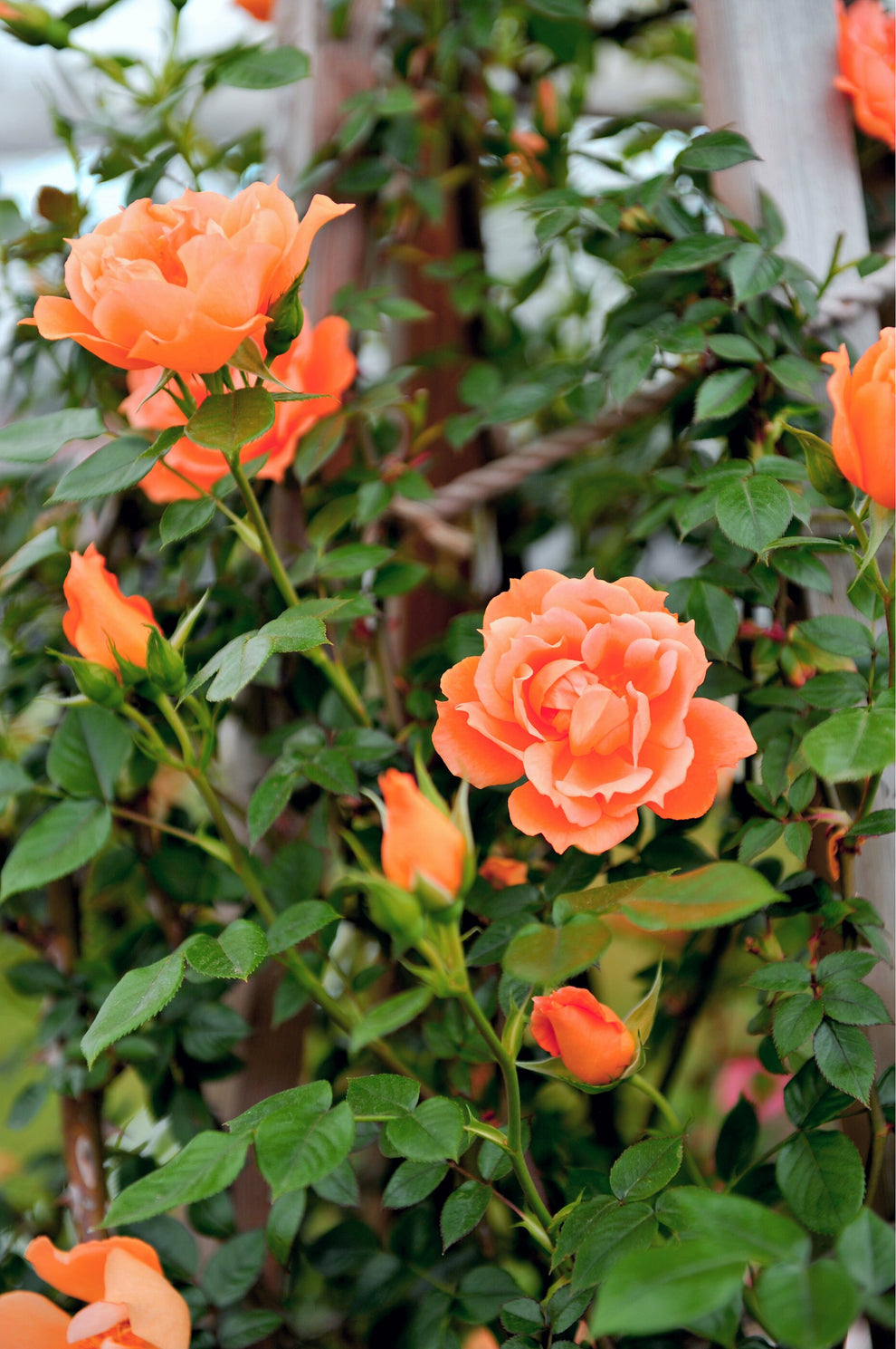 5 ORANGE CLIMBING ROSE Rosa Bush Vine Climber Fragrant Butterfly Flowe ...