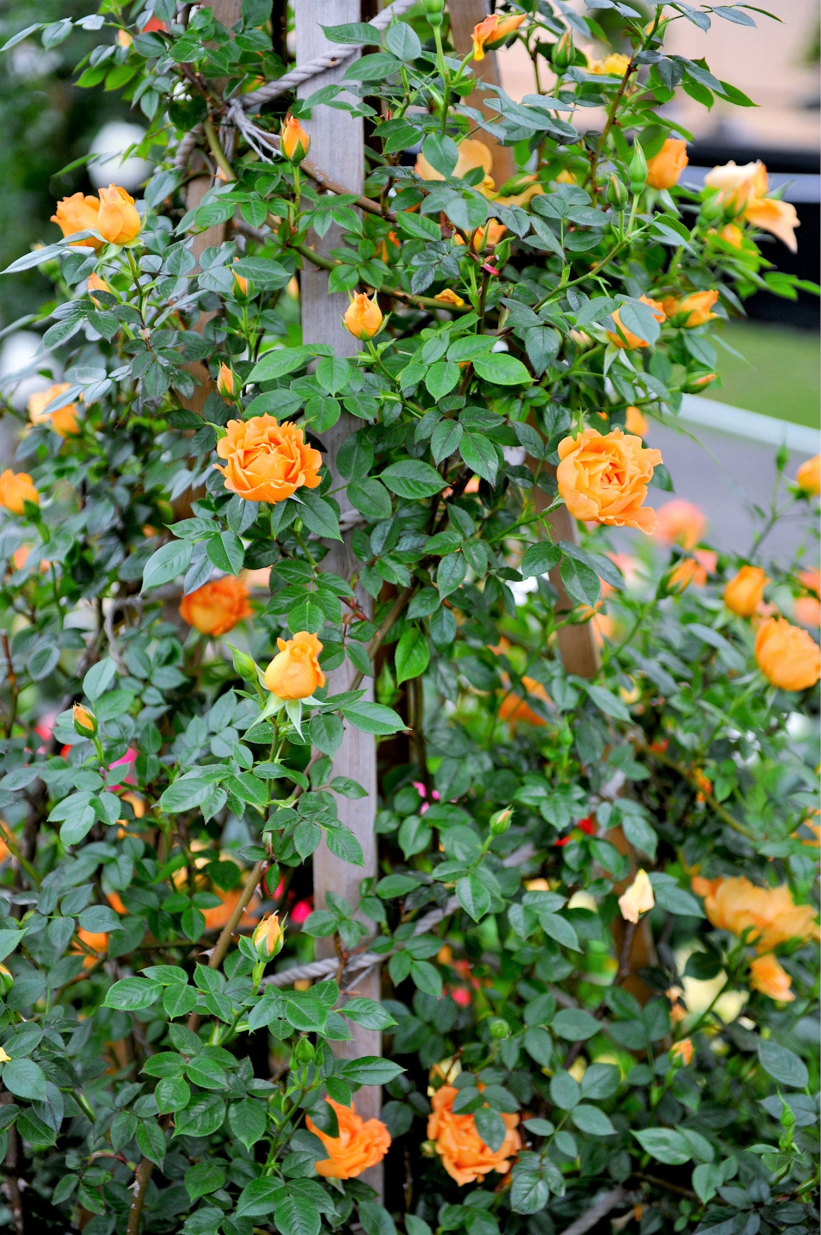 5 ORANGE CLIMBING ROSE Rosa Bush Vine Climber Fragrant Butterfly Flowe ...