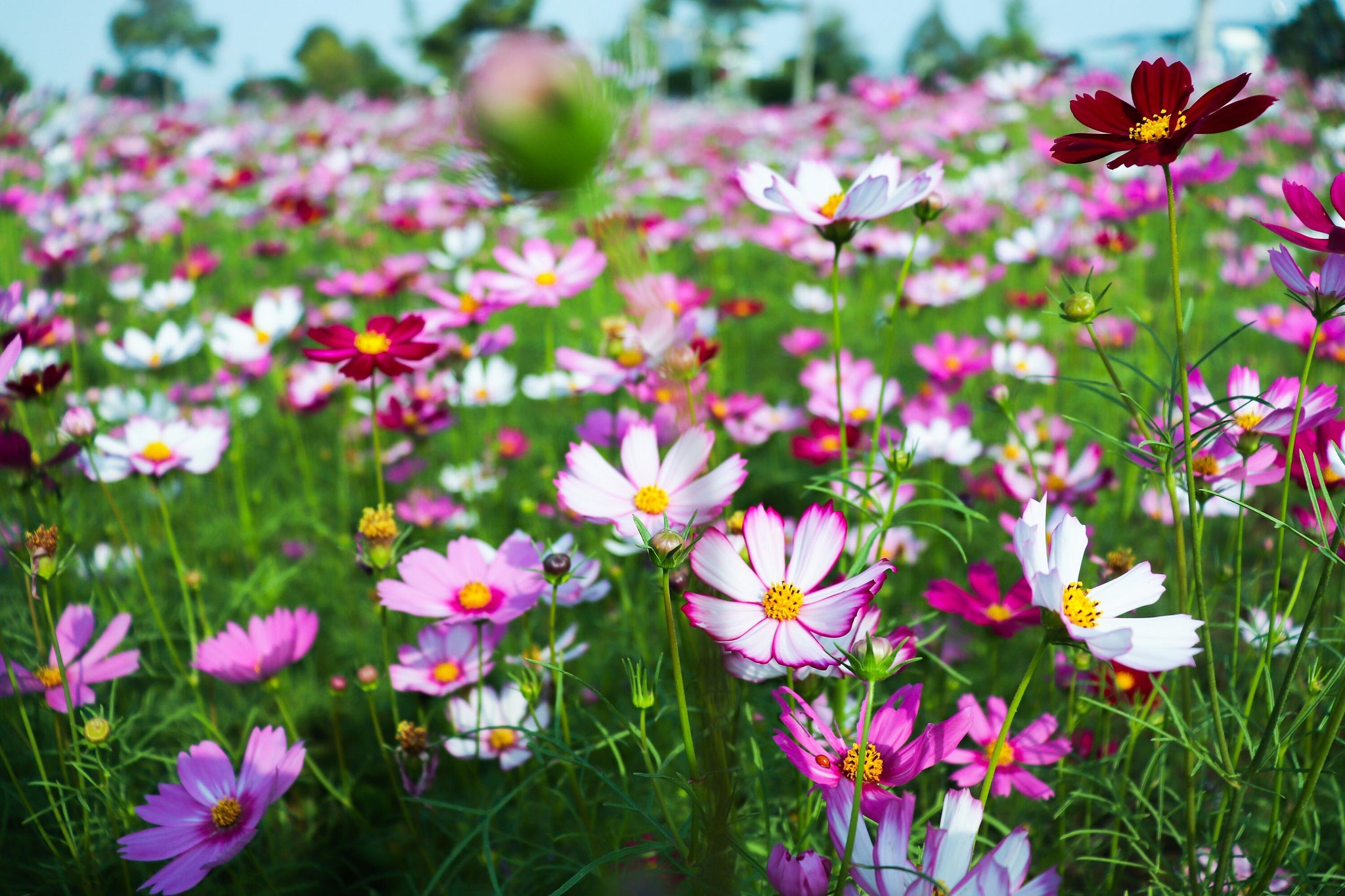 300 Mixed Colors DWARF COSMOS Bipinnatus Red Pink White Fast Growing F ...