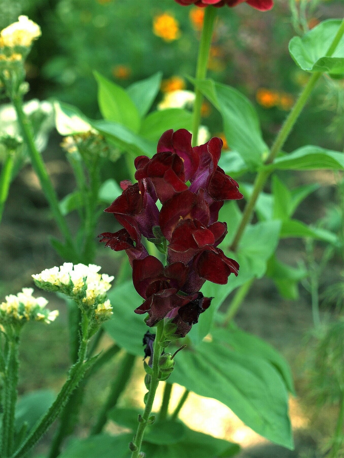 50 Organic BLACK PRINCE SNAPDRAGON Antirrhinum Majus Dark Crimson Red ...