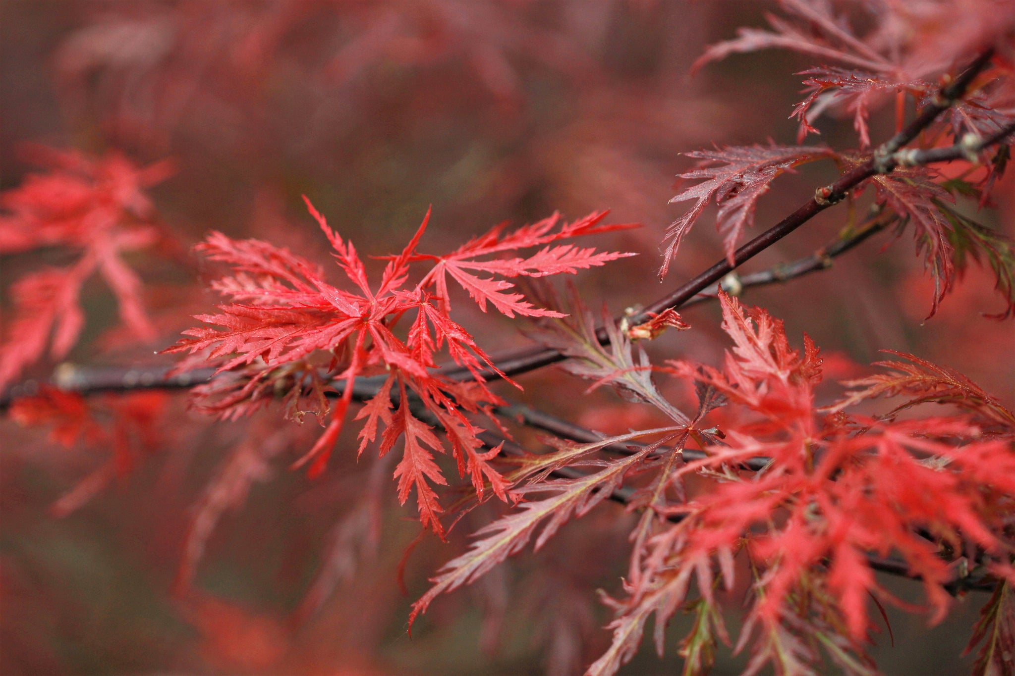 10 Red Dwarf Japanese LACELEAF MAPLE Tree Lace Blood Acer Palmatum Atr ...