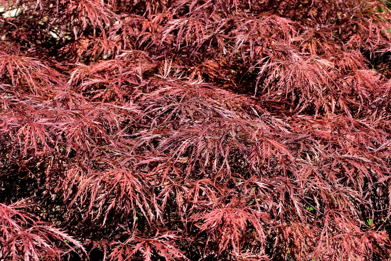 10 Red Dwarf Japanese LACELEAF MAPLE Tree Lace Blood Acer Palmatum Atr ...