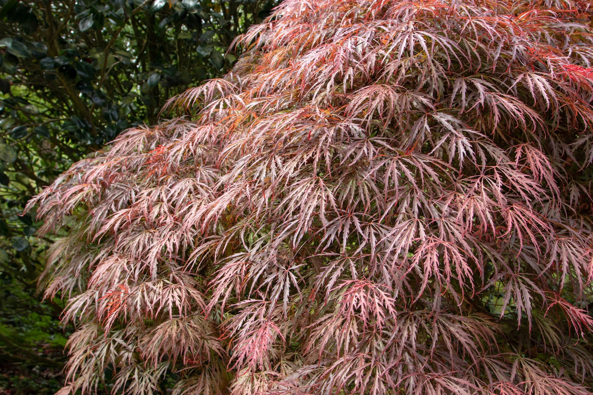10 Red Dwarf Japanese LACELEAF MAPLE Tree Lace Blood Acer Palmatum Atr ...