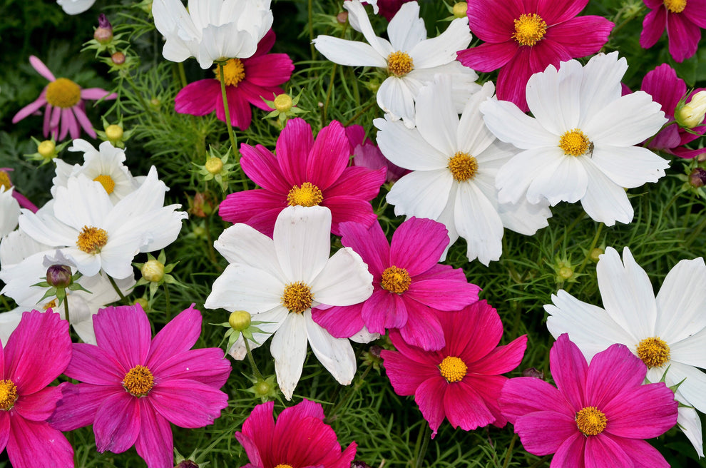 300 Mixed Colors DWARF COSMOS Bipinnatus Red Pink White Fast Growing F ...