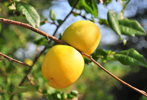 30 FLOWERING QUINCE Fruit Seeds - Pink Red White Orange Flowering Shru ...