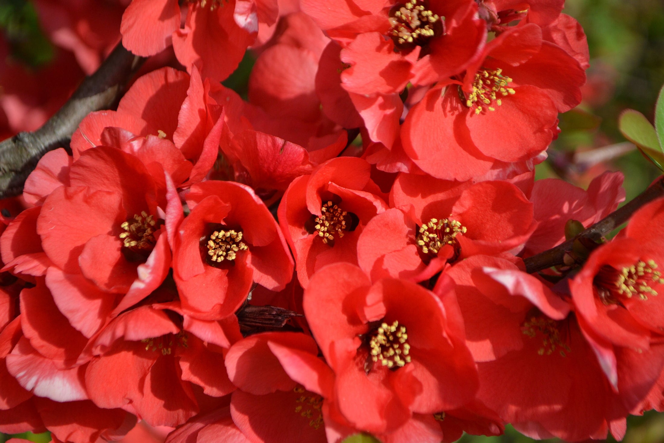 30 FLOWERING QUINCE Fruit Seeds - Pink Red White Orange Flowering Shru ...