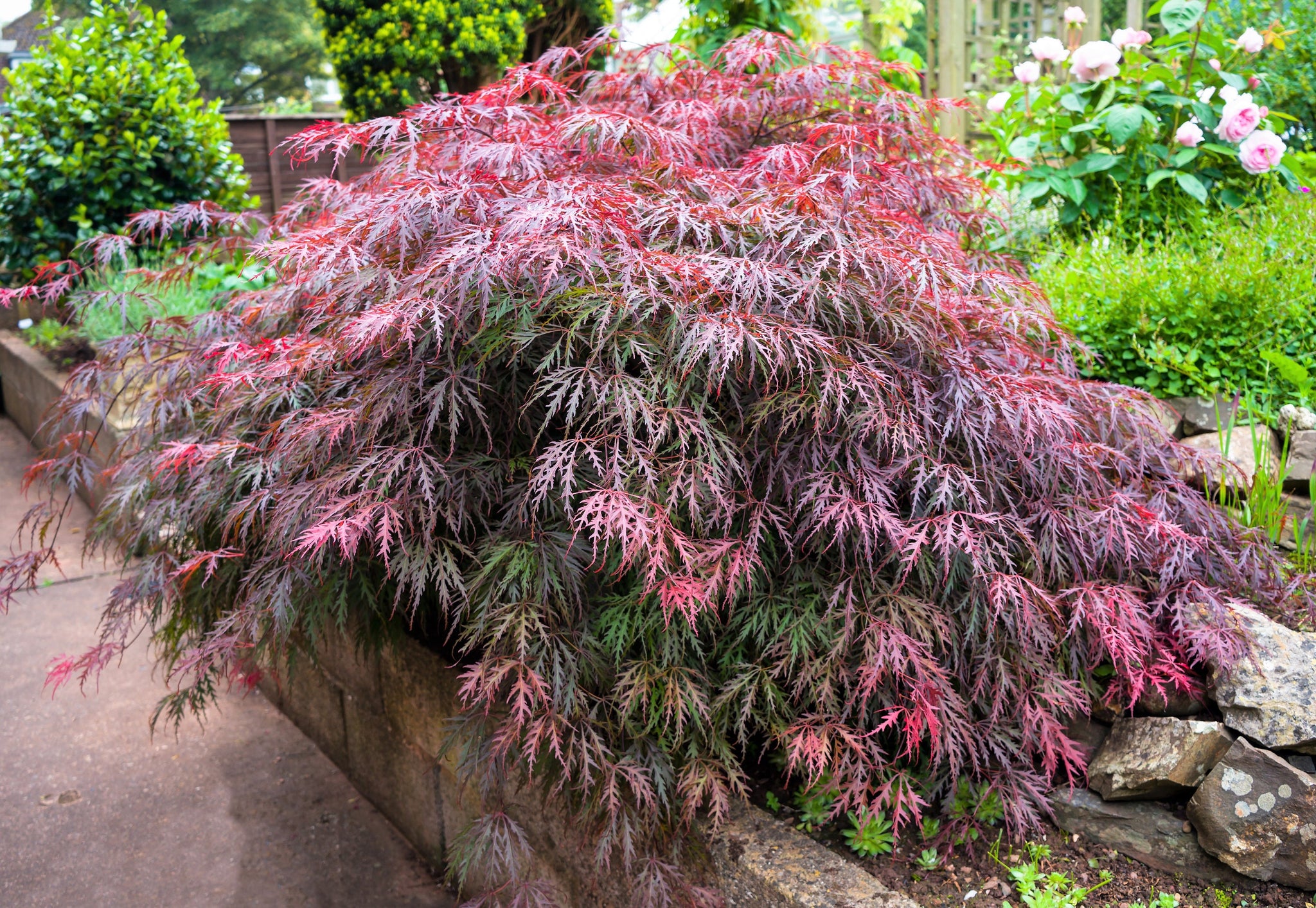 10 Red Dwarf Japanese LACELEAF MAPLE Tree Lace Blood Acer Palmatum Atr ...