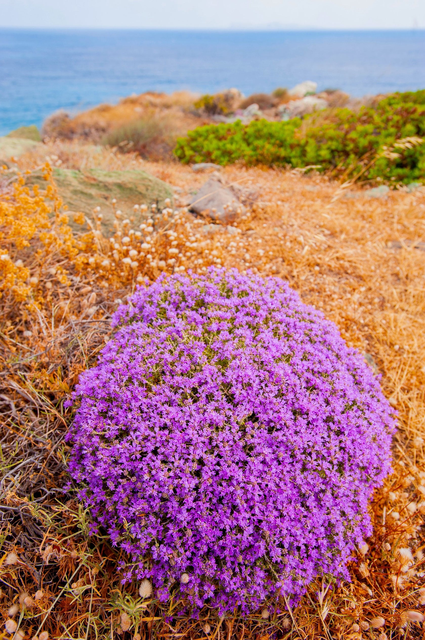 40 CONEHEAD THYME Thymus Capitatus syn. Thymbra Capitata Mediterranean ...