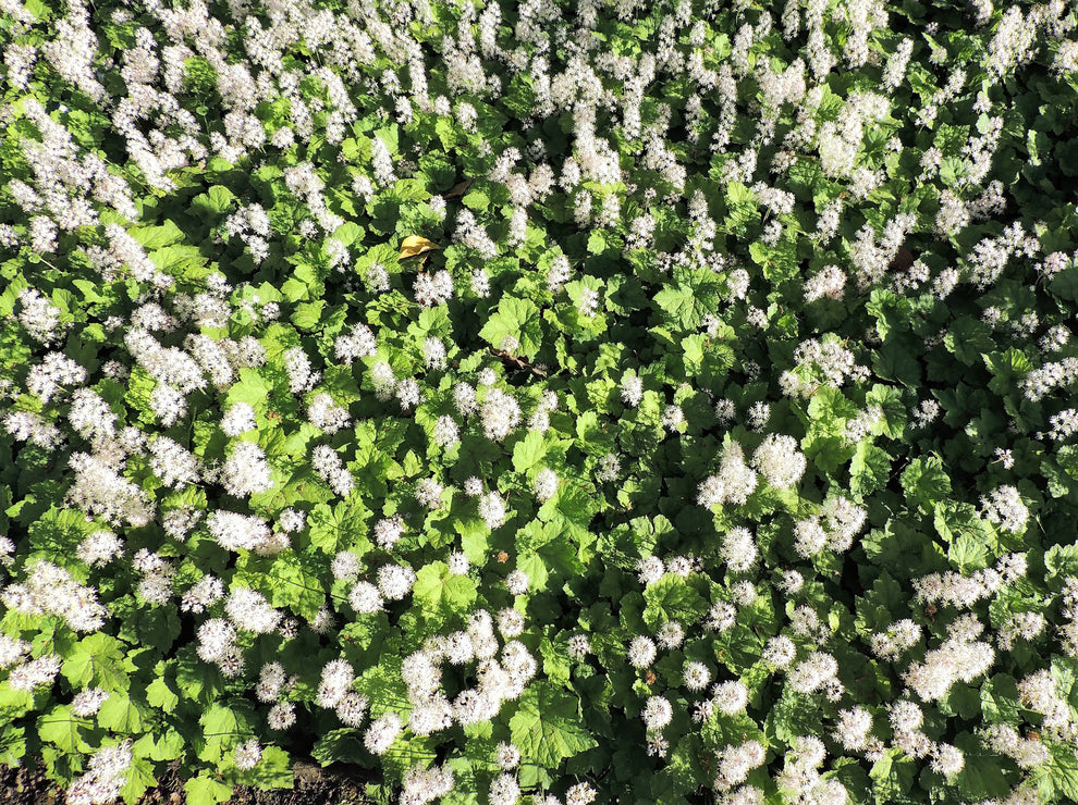 20 FILIGRAN FOAMFLOWER White & Pink Tiarella Polyphylla Laceflower Sha ...