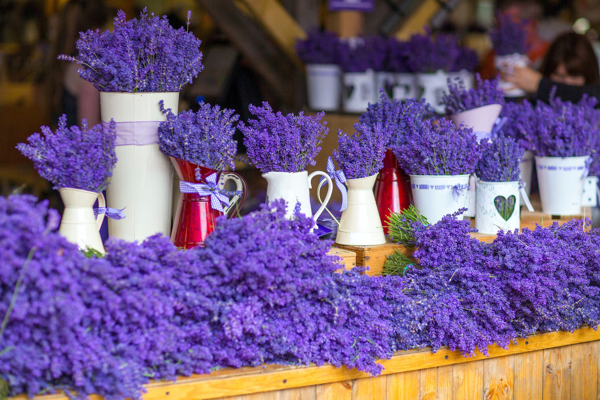 20 DWARF MUNSTEAD LAVENDER Blue English Lavandula Angustifolia Munstea ...