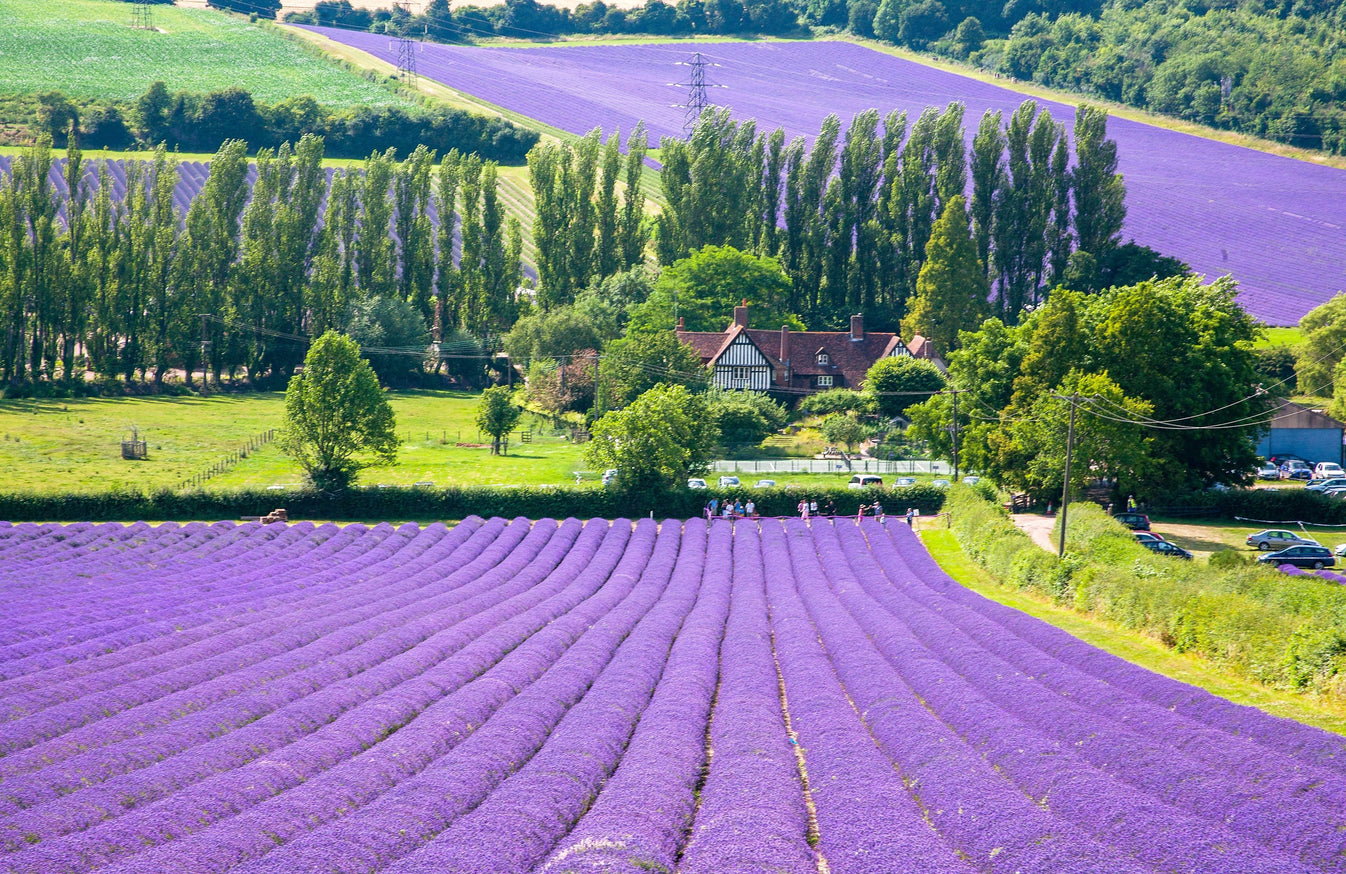 20 DWARF MUNSTEAD LAVENDER Blue English Lavandula Angustifolia Munstea ...