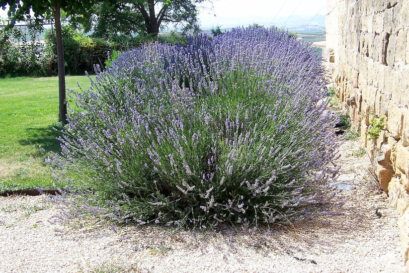 150 Portuguese SPIKE LAVENDER Lavandula Latifolia syn. Spica Broadleav ...