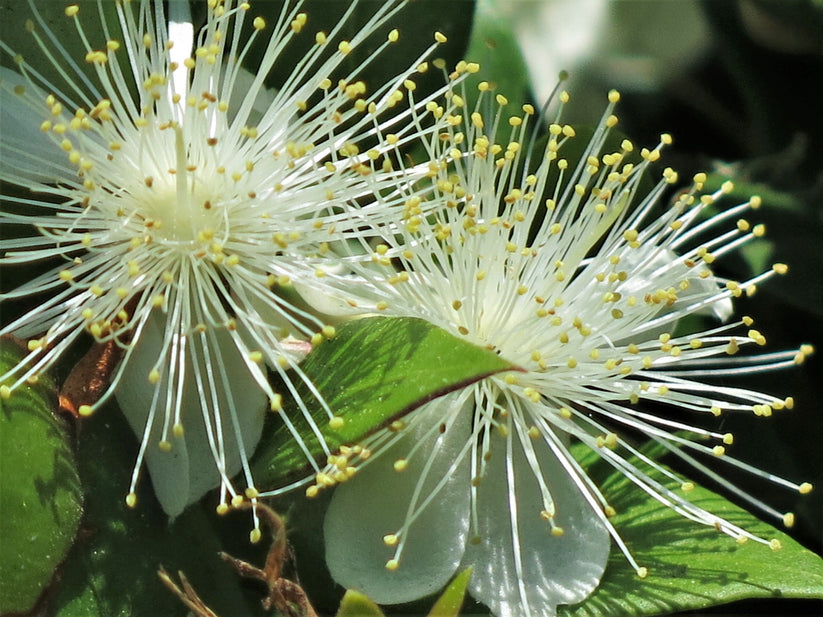 20 TRUE MYRTLE Myrtus Communis aka Common & Sweet Myrtle Fragrant Whit ...