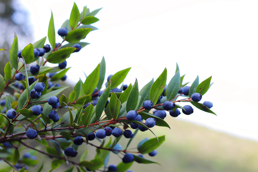 20 TRUE MYRTLE Myrtus Communis aka Common & Sweet Myrtle Fragrant Whit ...